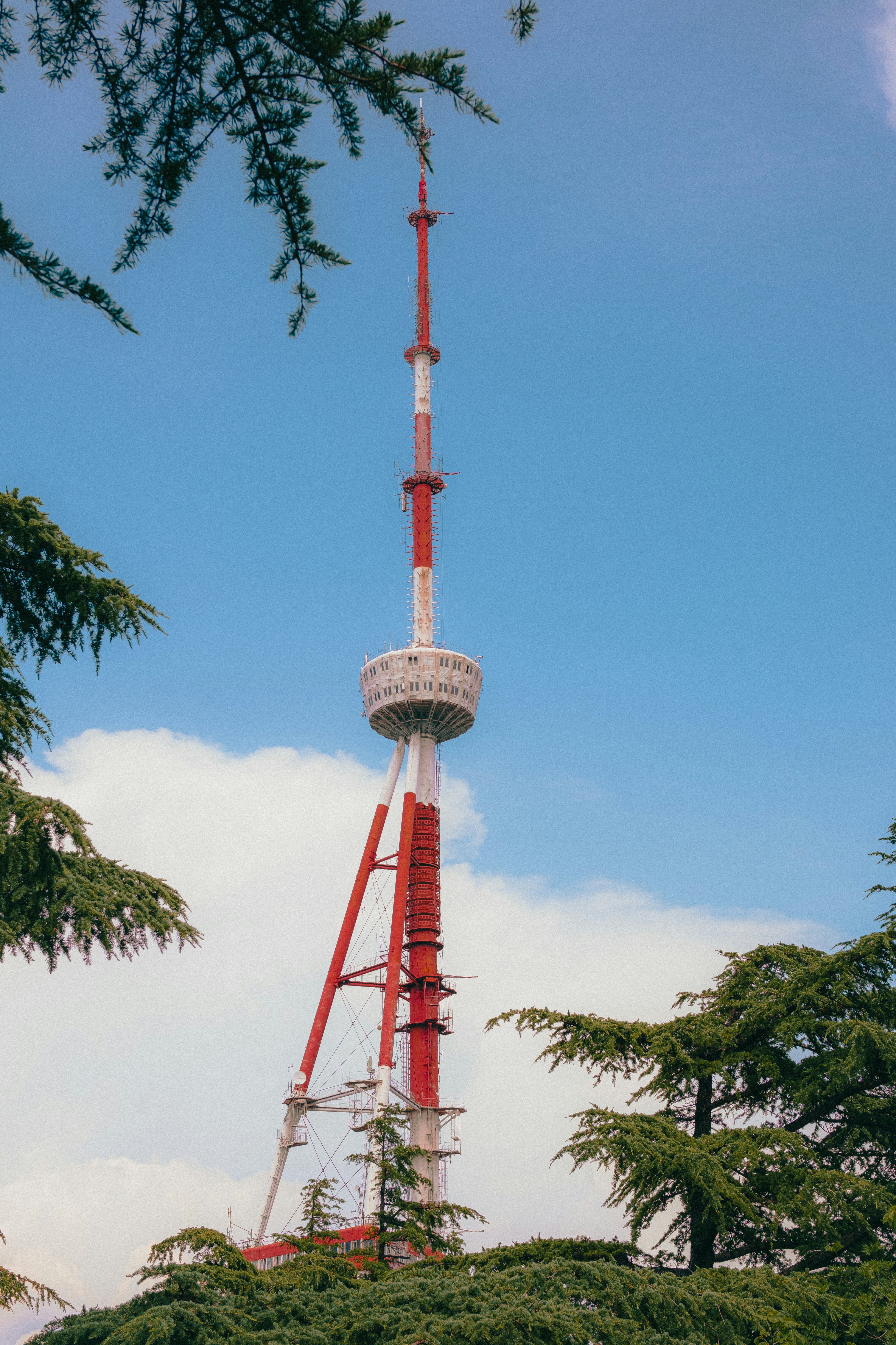 Skyward Elegance: The Tower Above the Trees