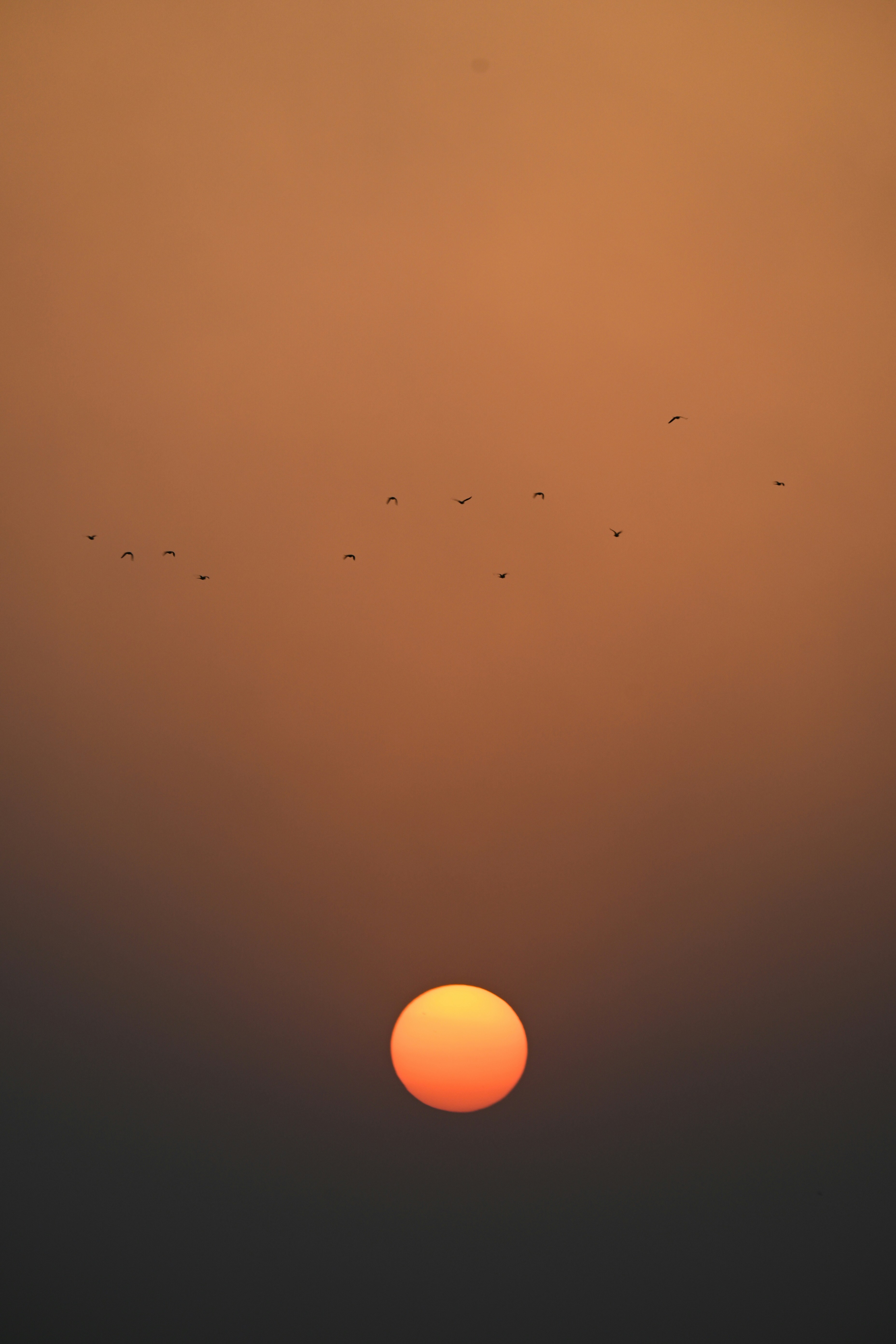 Copper-orange sunset over a calm horizon with silhouetted birds crossing the sky. A minimalist photograph that emphasizes color, negative space, and the quiet mood of dusk.
