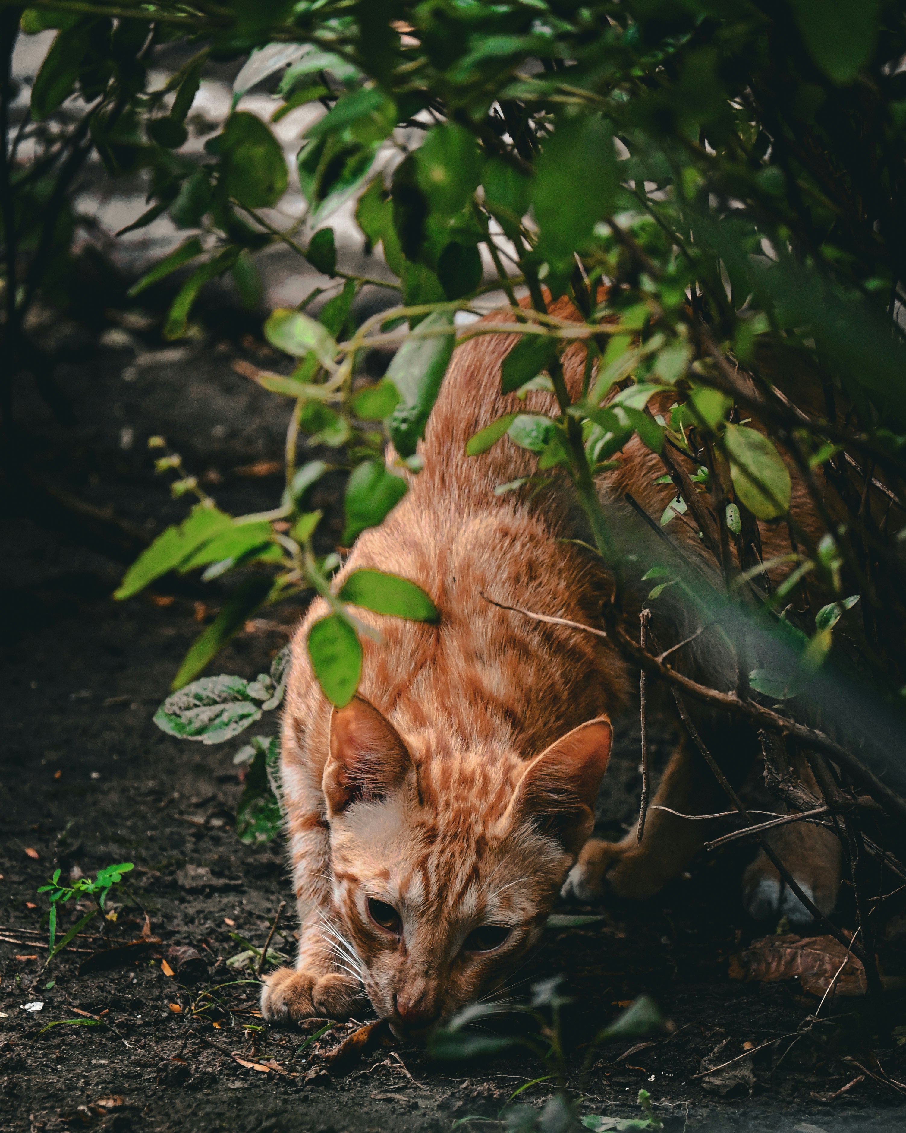 A ginger cat sniffs around in the bushes.