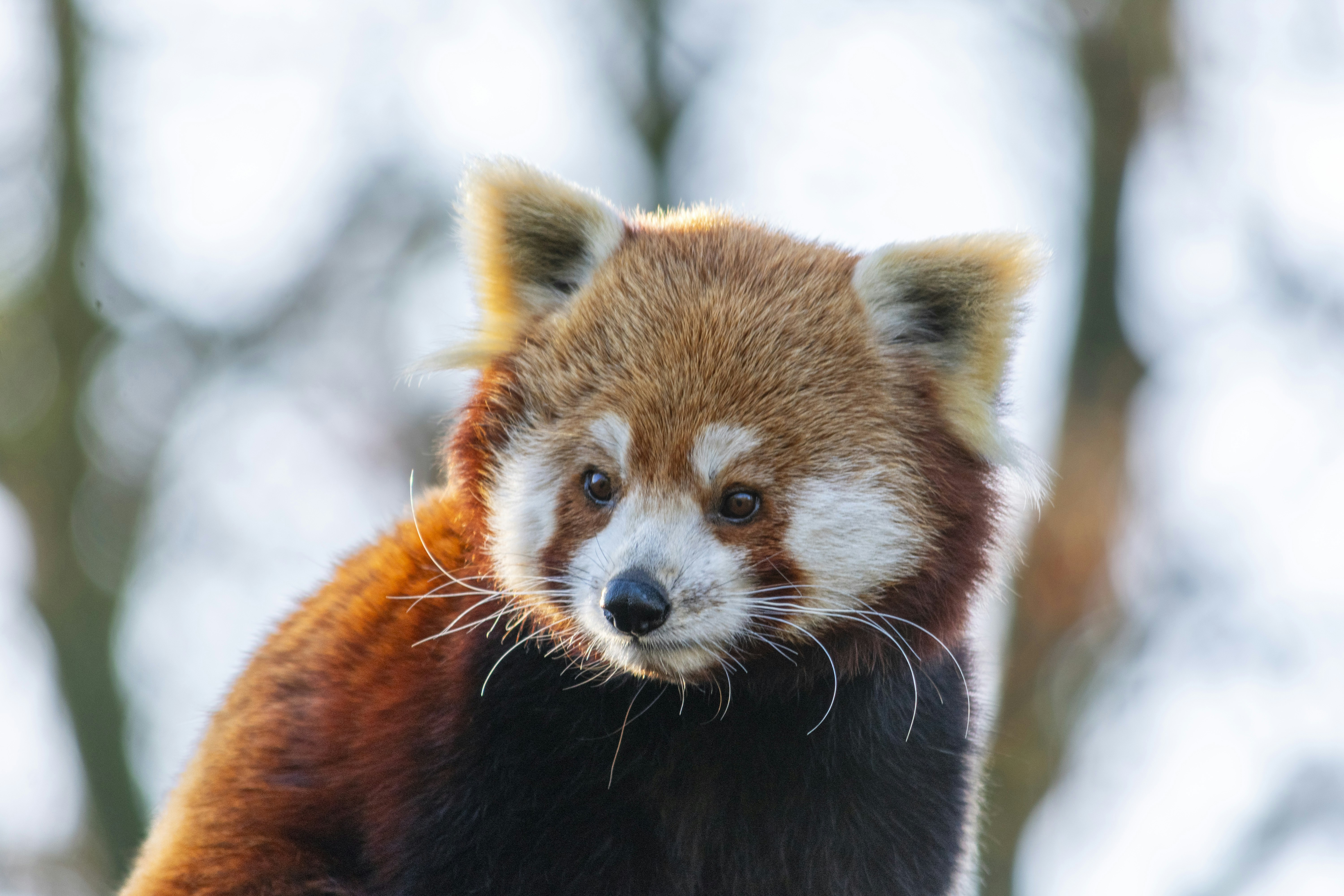 Close-up of a red panda, showcasing its expressive face and vibrant fur against a blurred natural background.