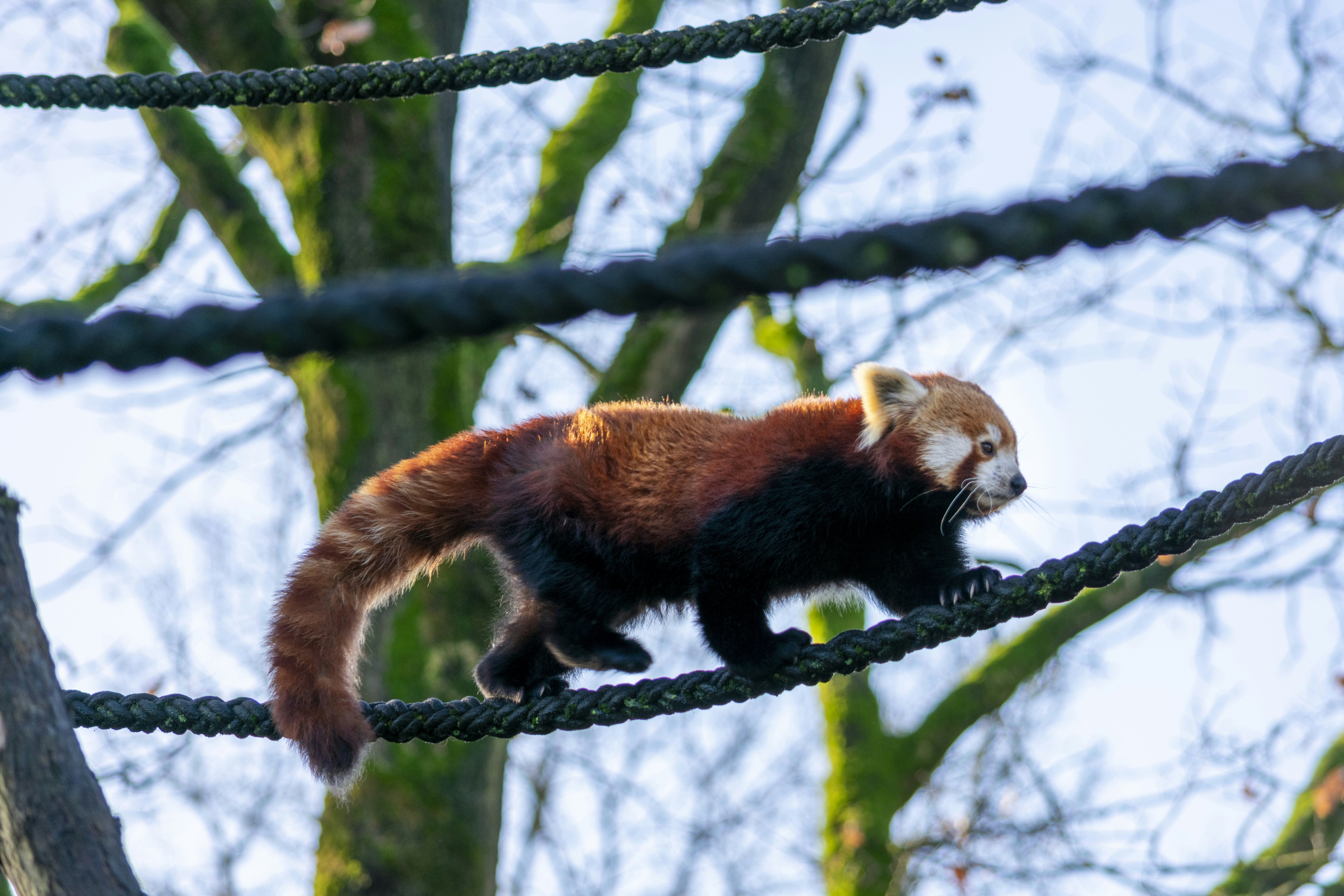A red panda walks along a rope. photo – Free Animal Image on Unsplash