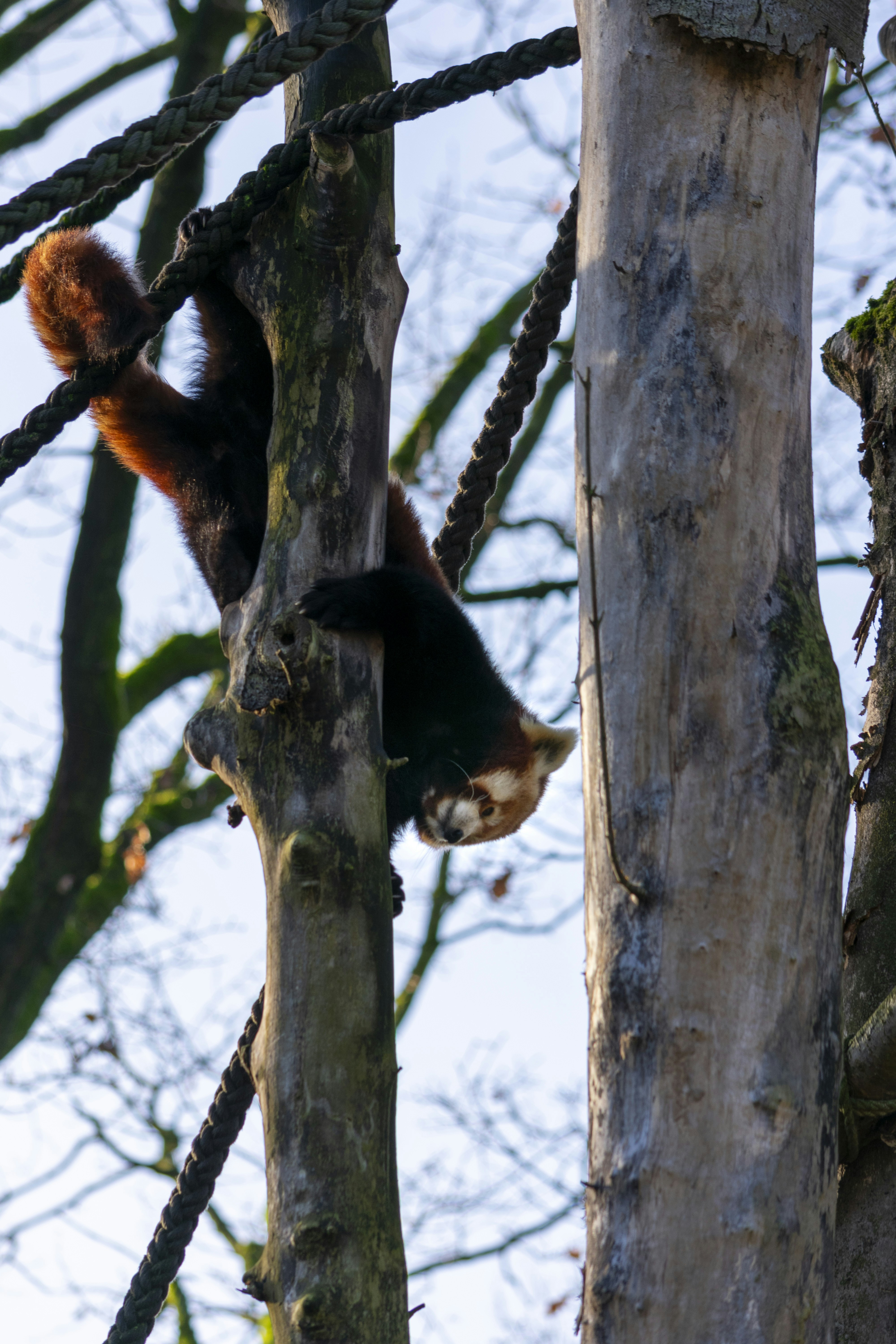 Arboreal Acrobat: Red Panda Between Mossy Trunks and Ropes