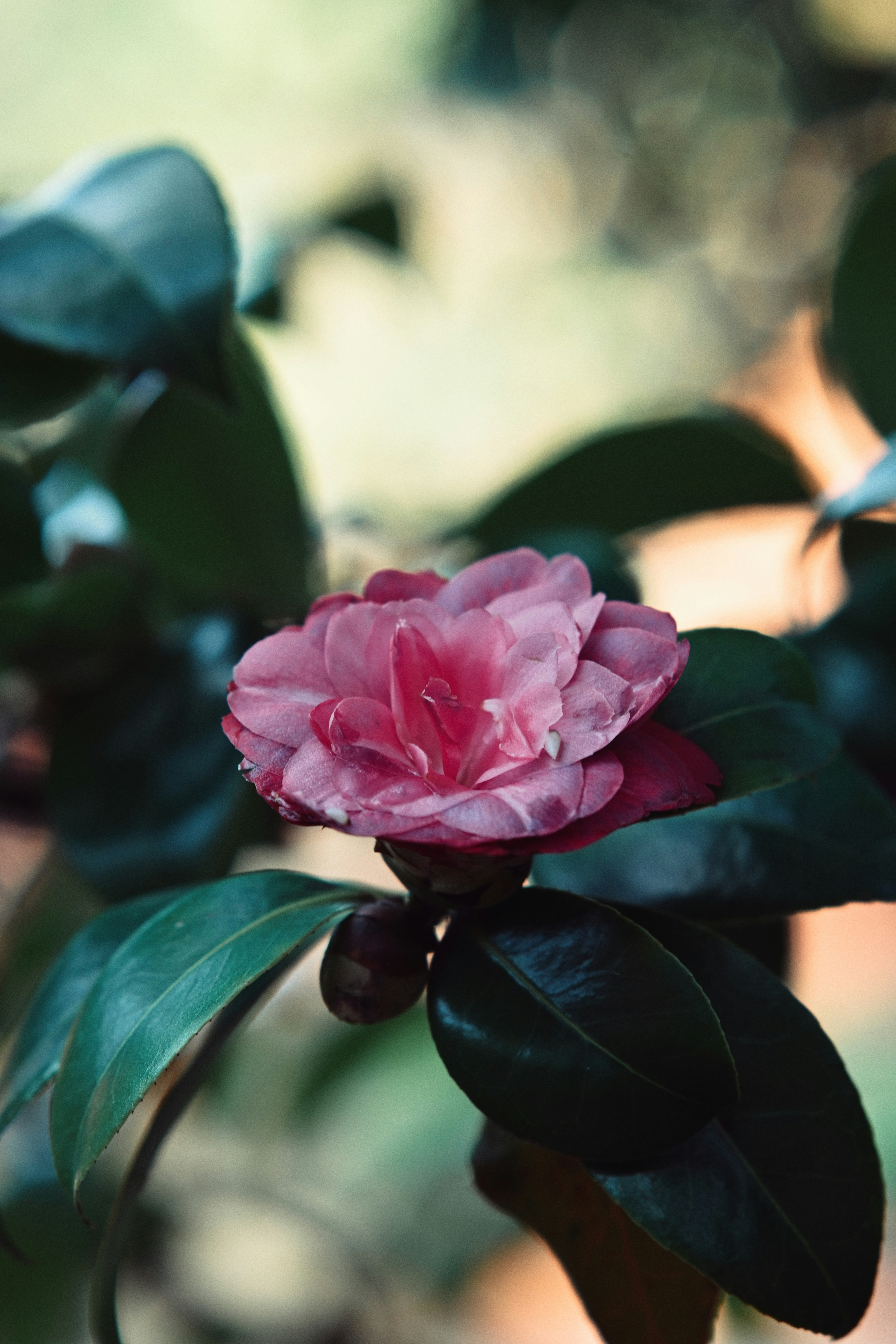 Pink camellia flower in focus surrounded by deep green leaves.