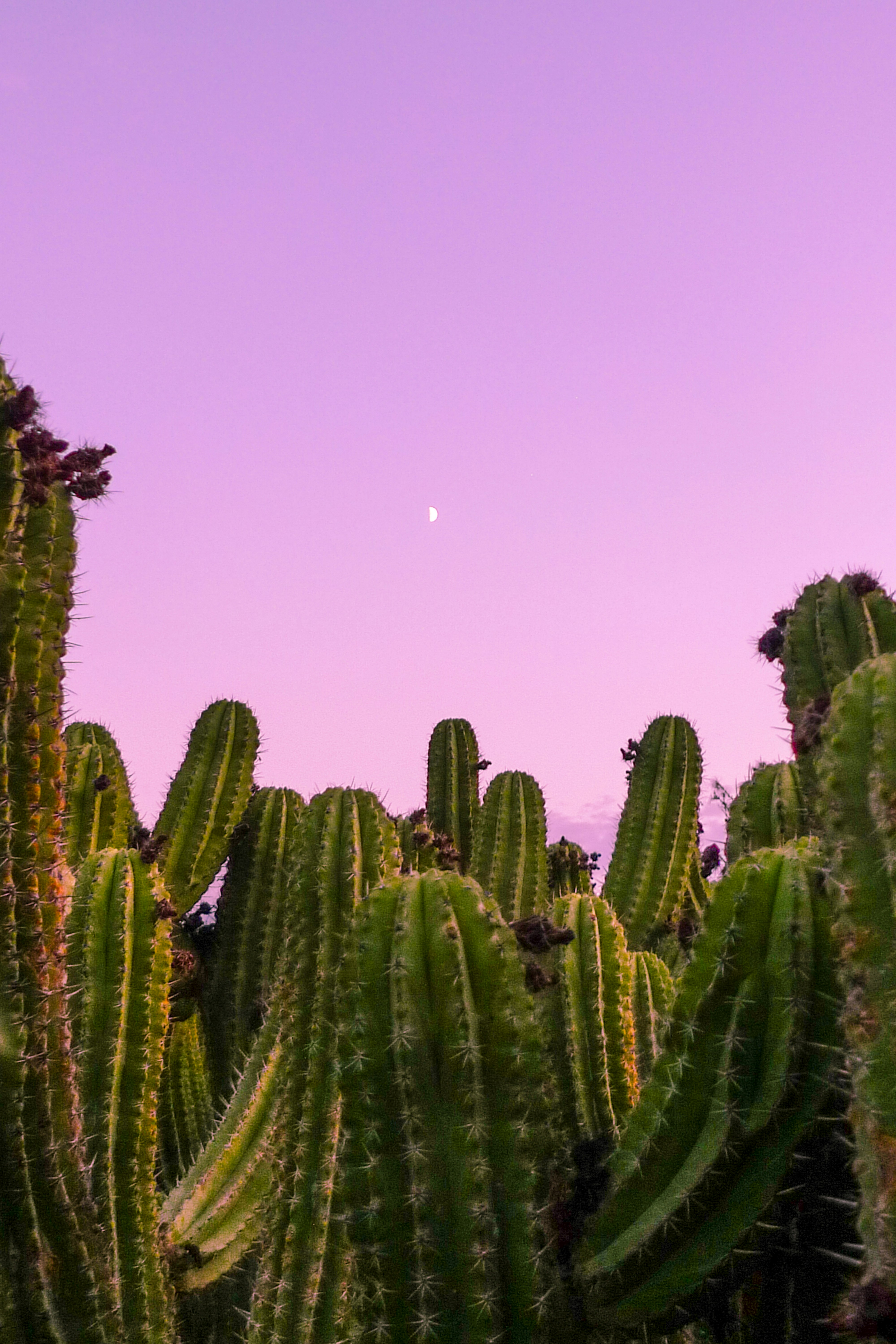 Moonlit sky over a cactus sea at twilight