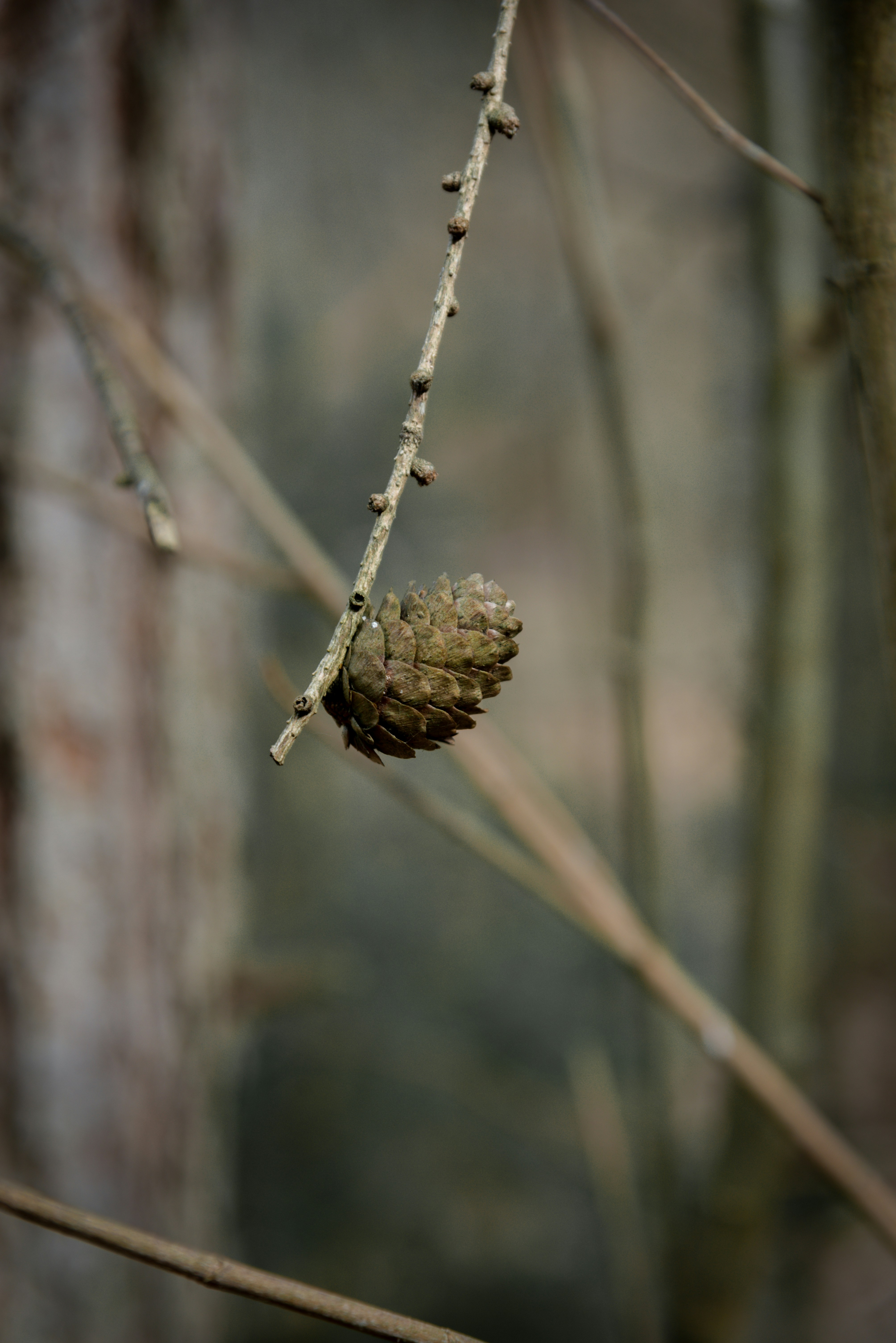 Solitary Pine Cone in Woodland Quietude