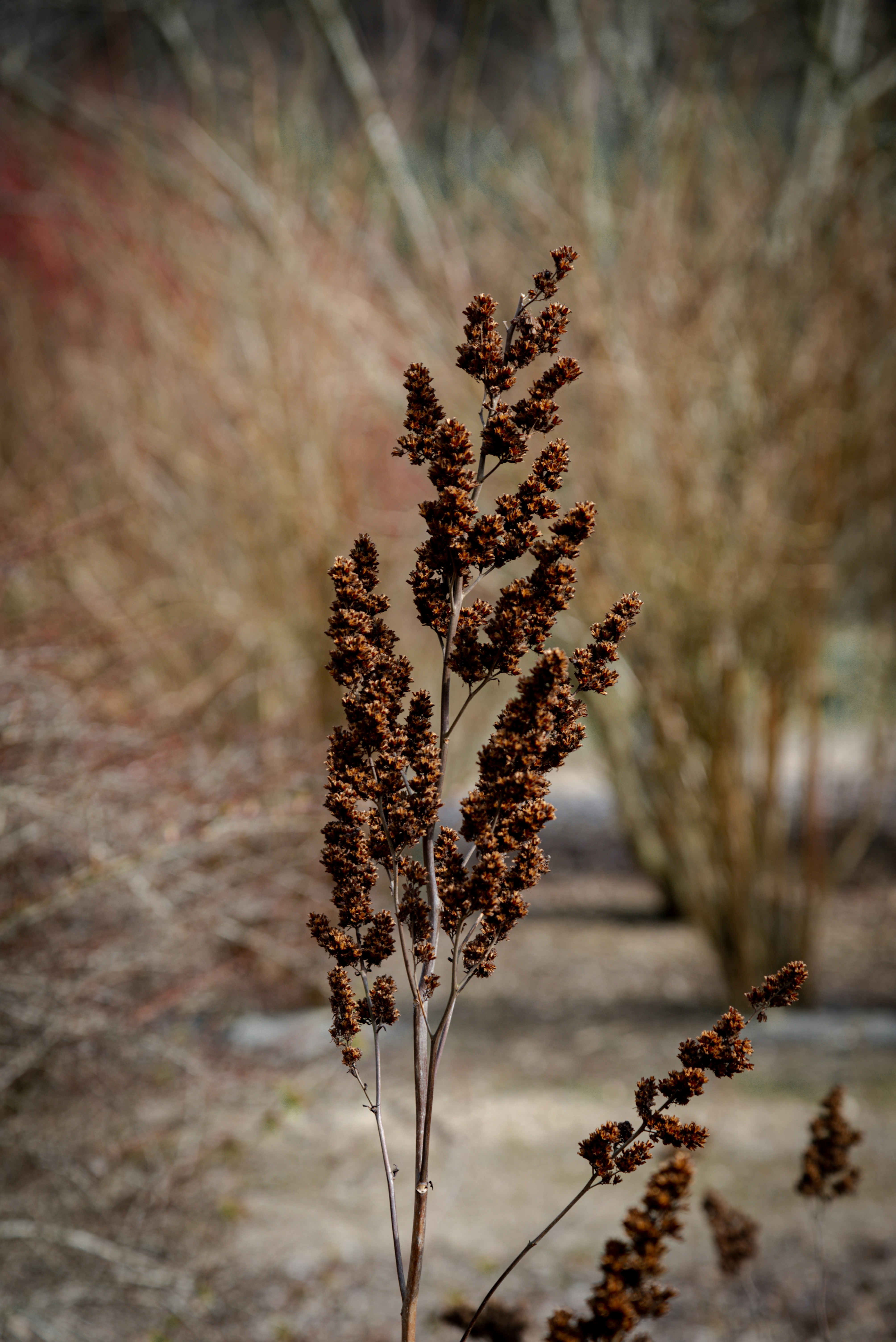 Rust-Brown Seedhead Rising in a Quiet Autumn Path