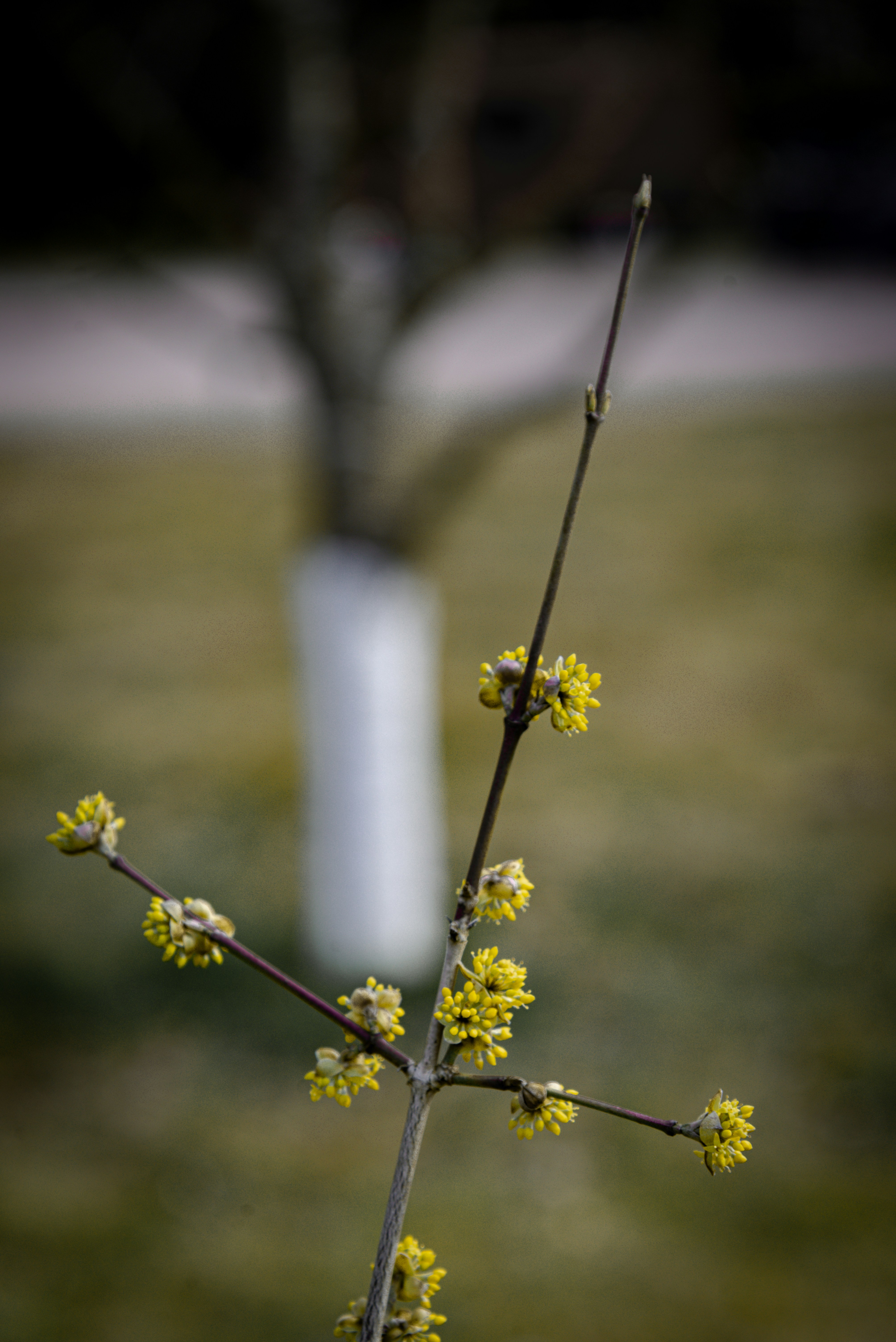 Yellow blossoms on a slender branch reach toward the camera in soft focus greenery