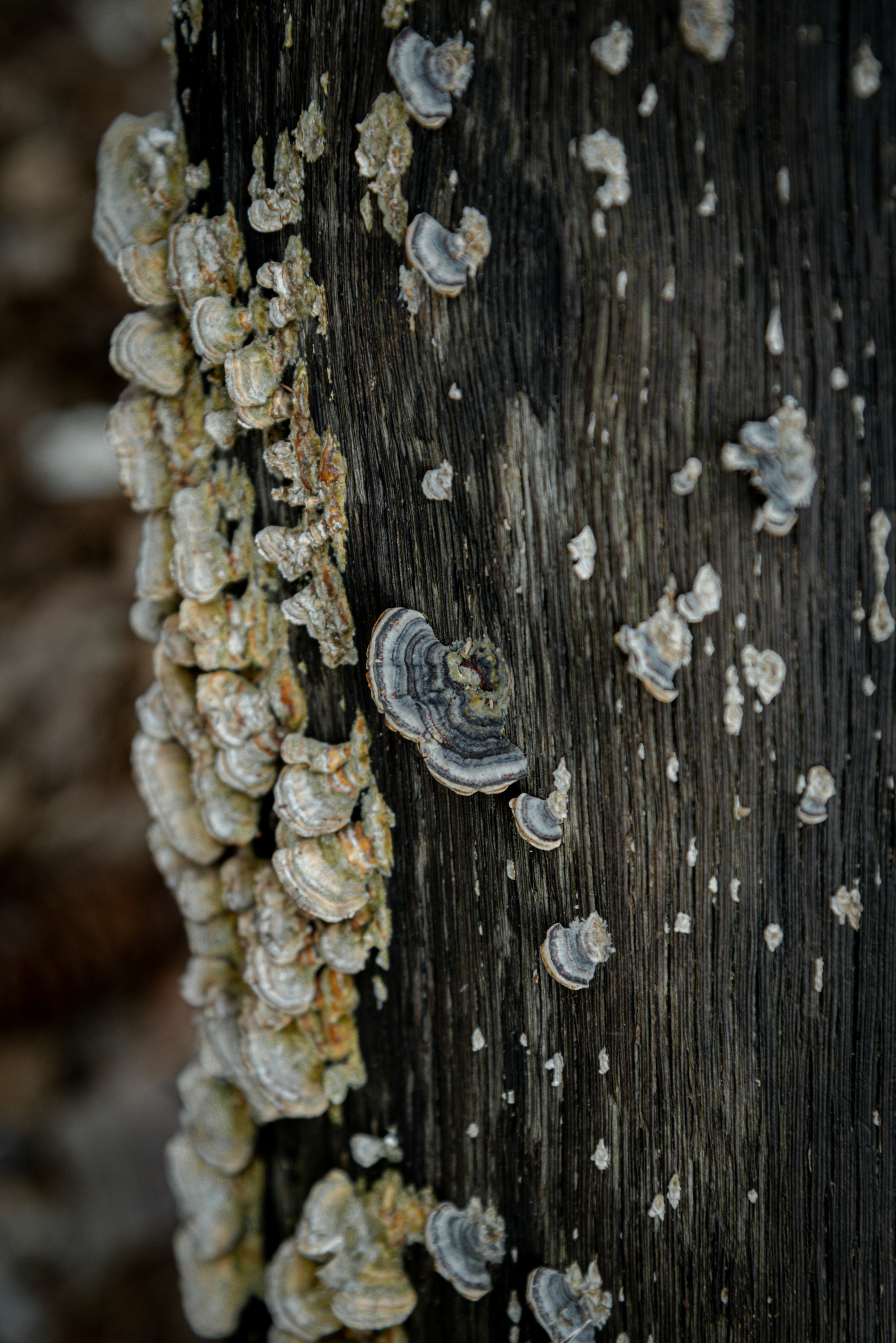 Layered Shelf Fungi Adorning a Weathered Trunk: A Close-Up Study