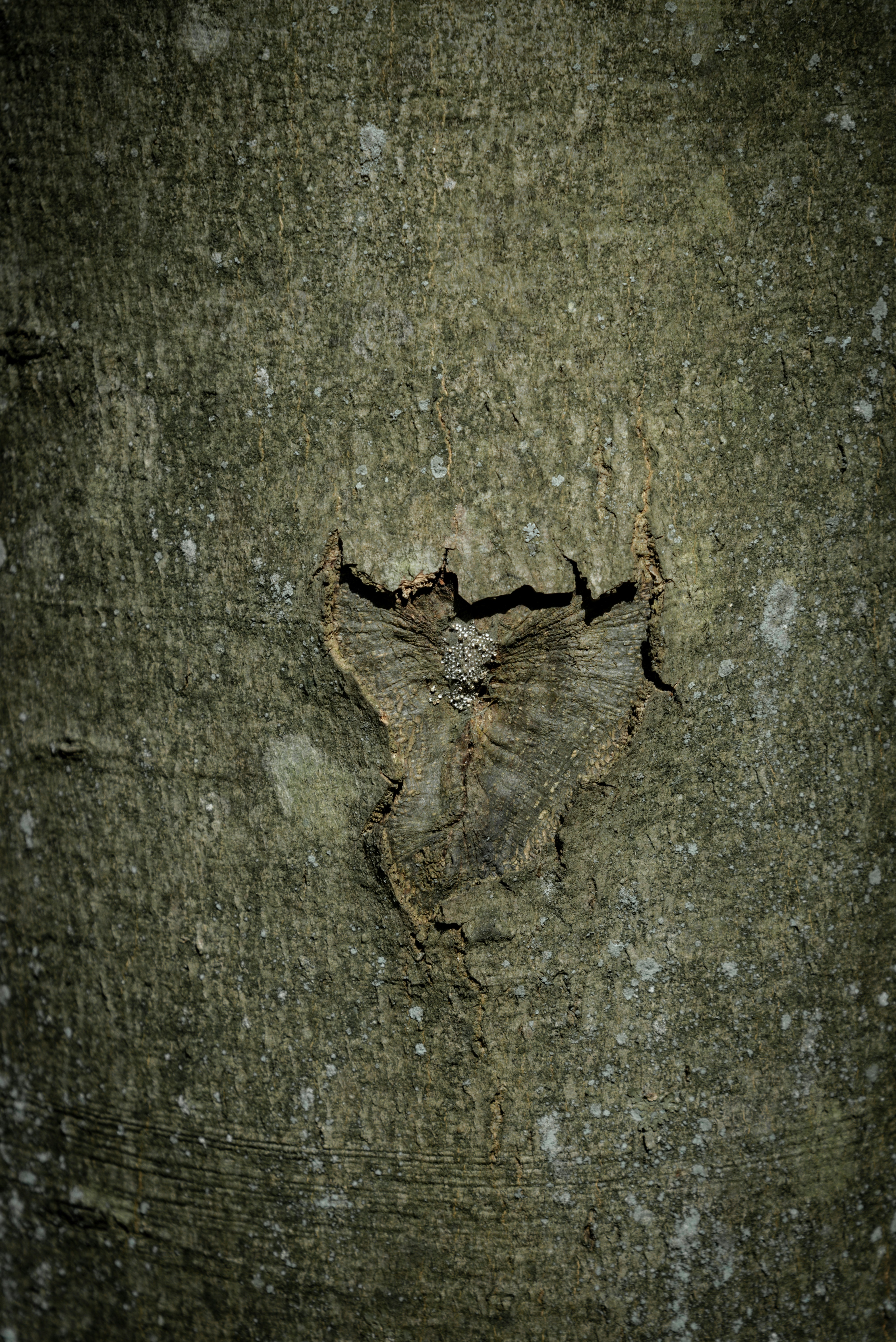 Nature's Intricate Canvas: The Tree's Hidden Story
