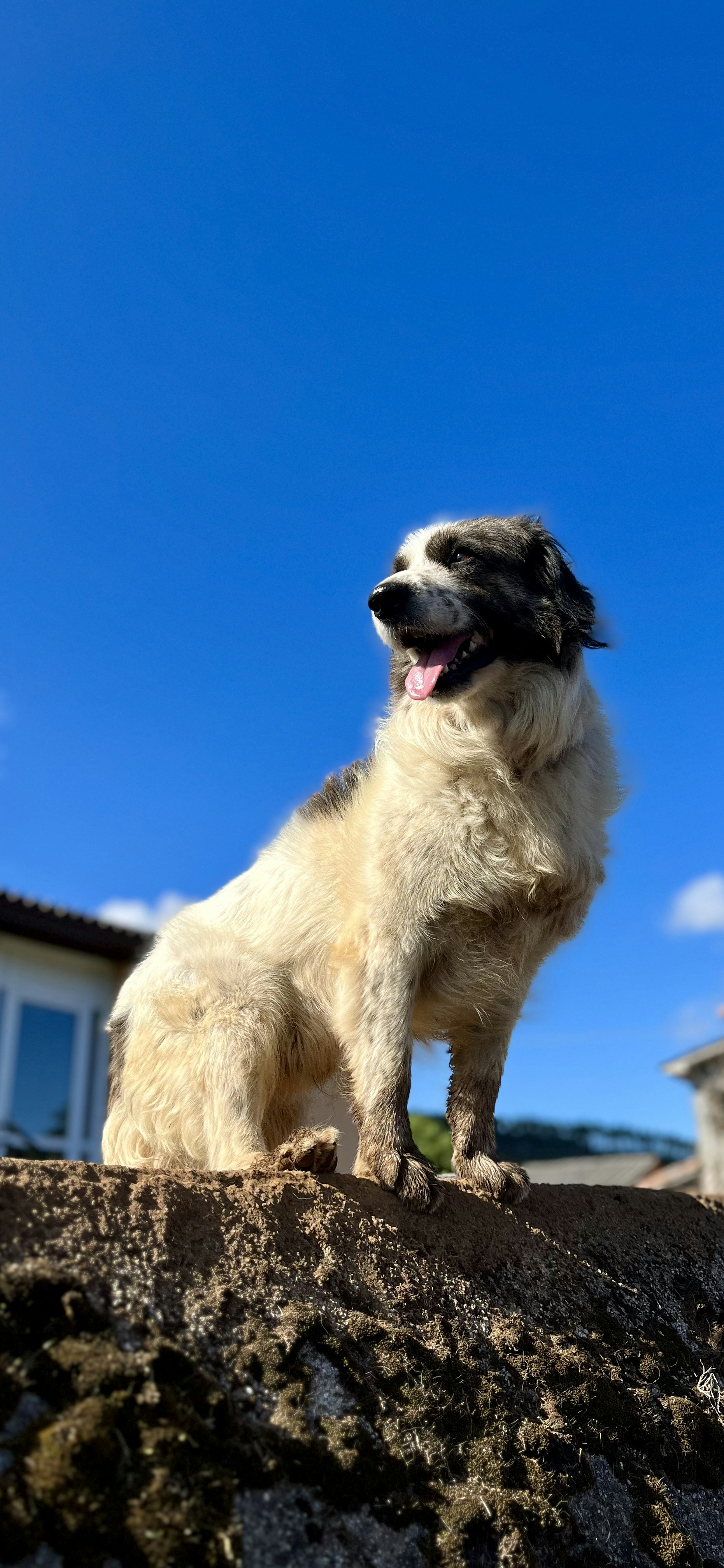A playful dog perched on a stone wall, gazing into the distance under a clear blue sky.