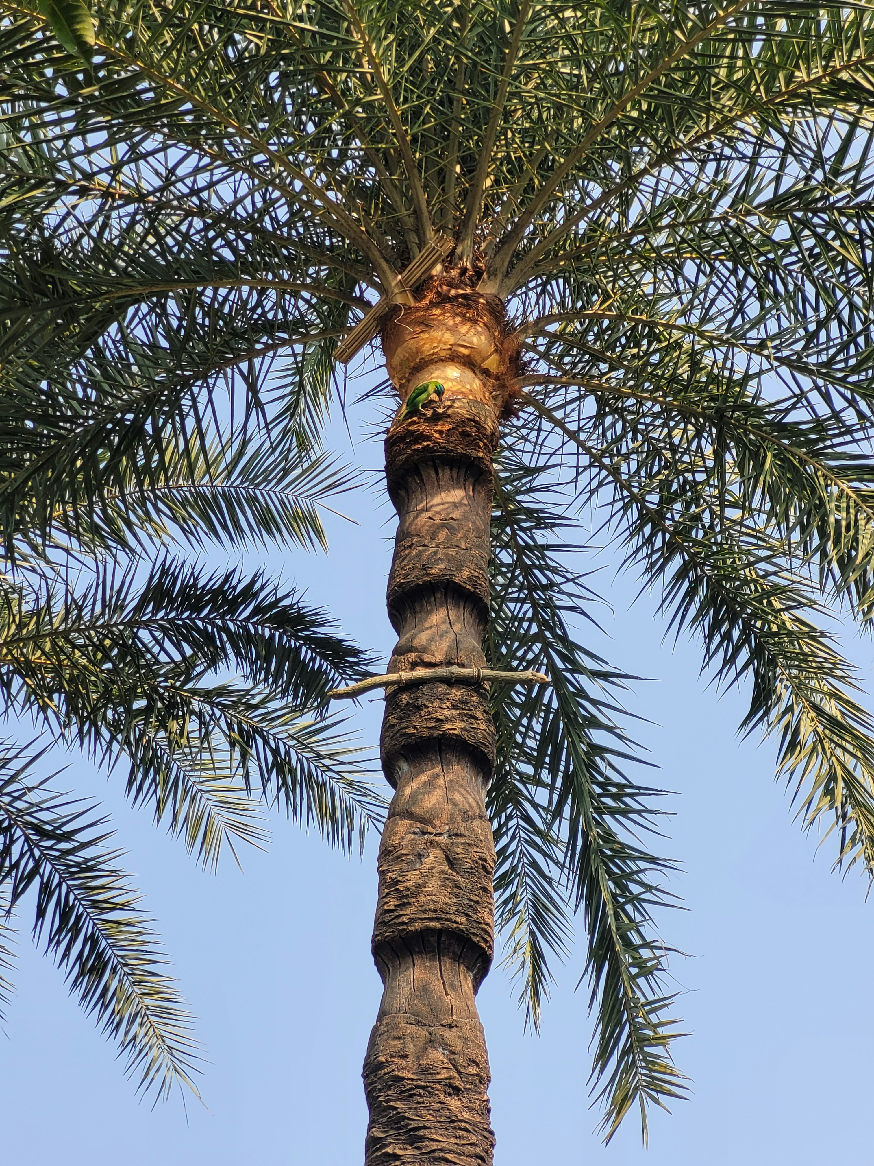 Rings of Time: A Palm Trunk Reaches Toward Cerulean Light