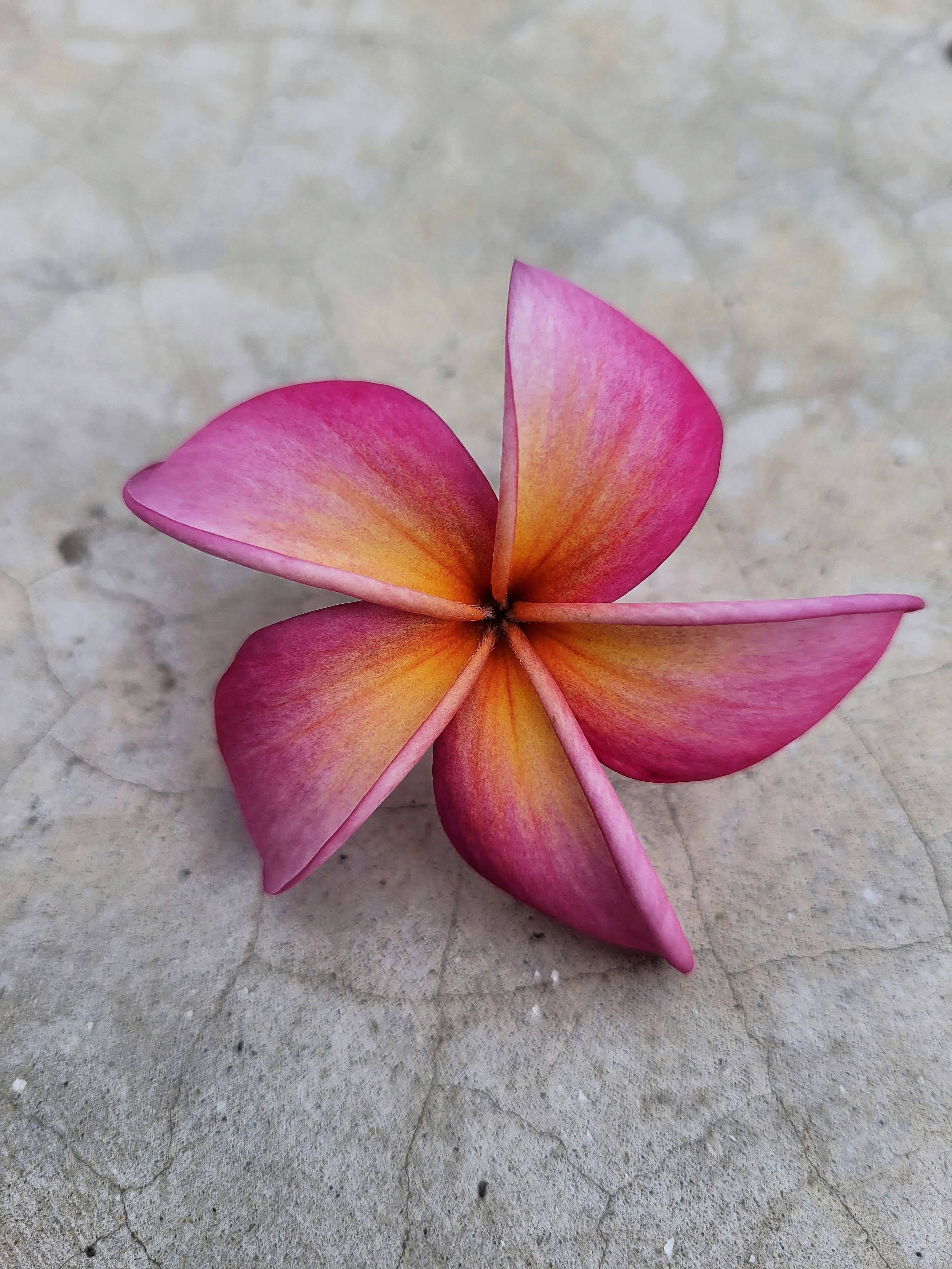 Gradient Bloom on Weathered Stone