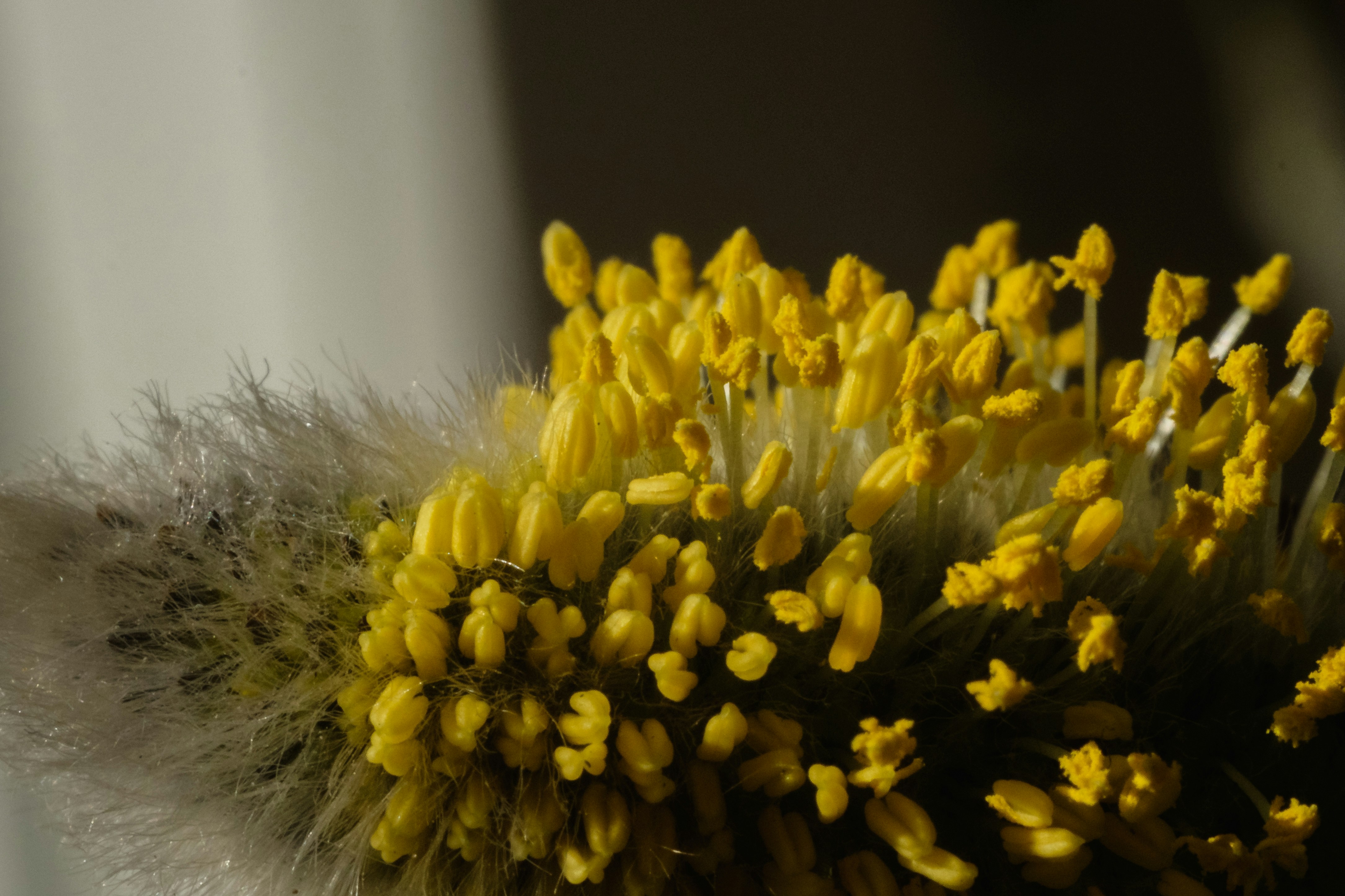 Amber Stamen Cluster: Macro Portrait of a Fuzzy Yellow Bloom