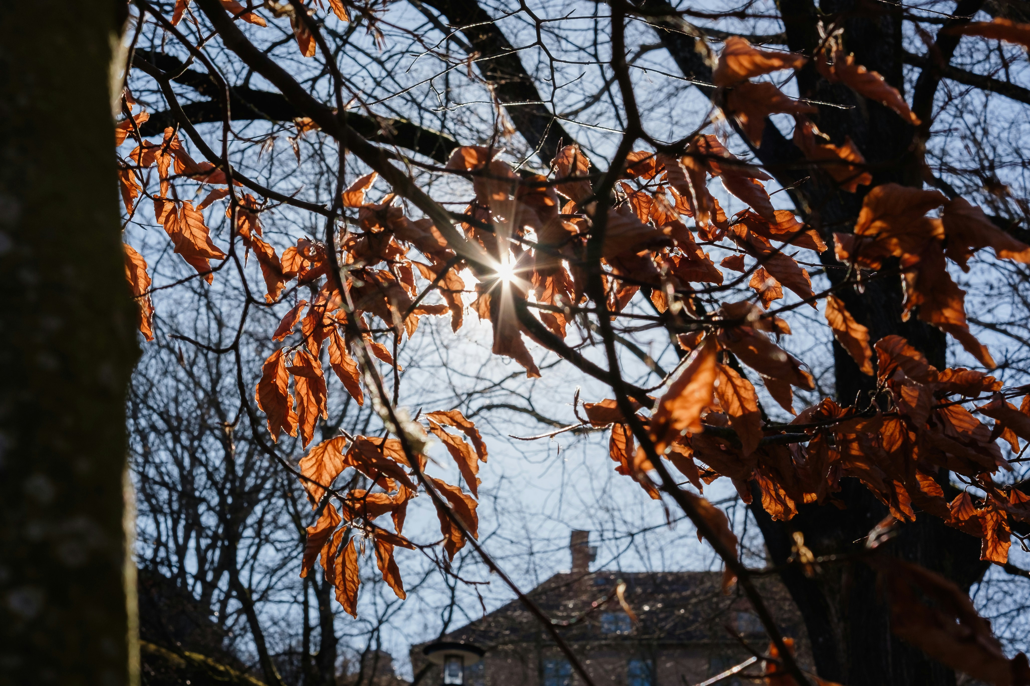 Sunburst Through Autumn Branches Over a Quiet Suburban Rooftop