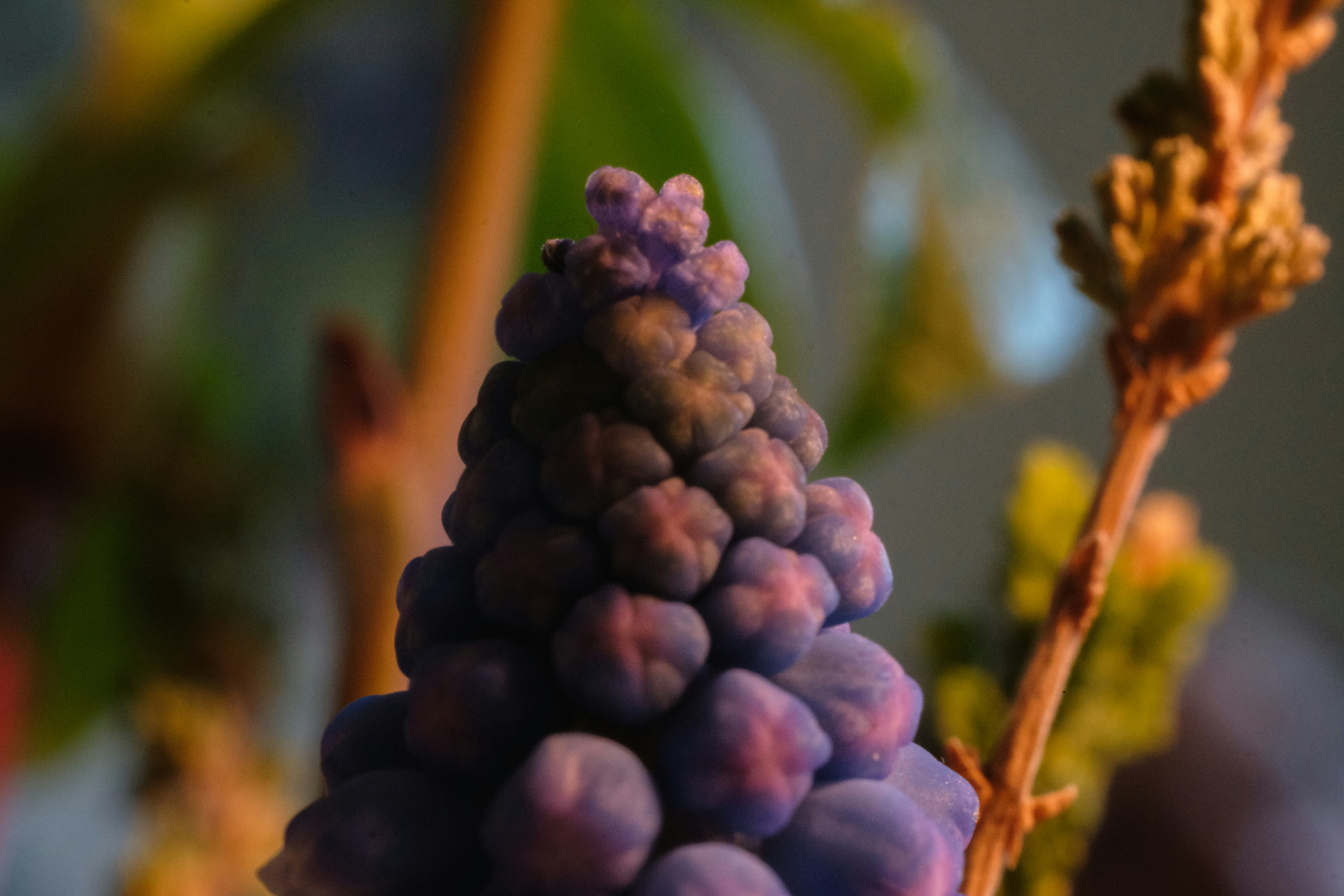 Purple Cluster in Soft Focus: a Macro Study of a Grape Against Warm Bokeh