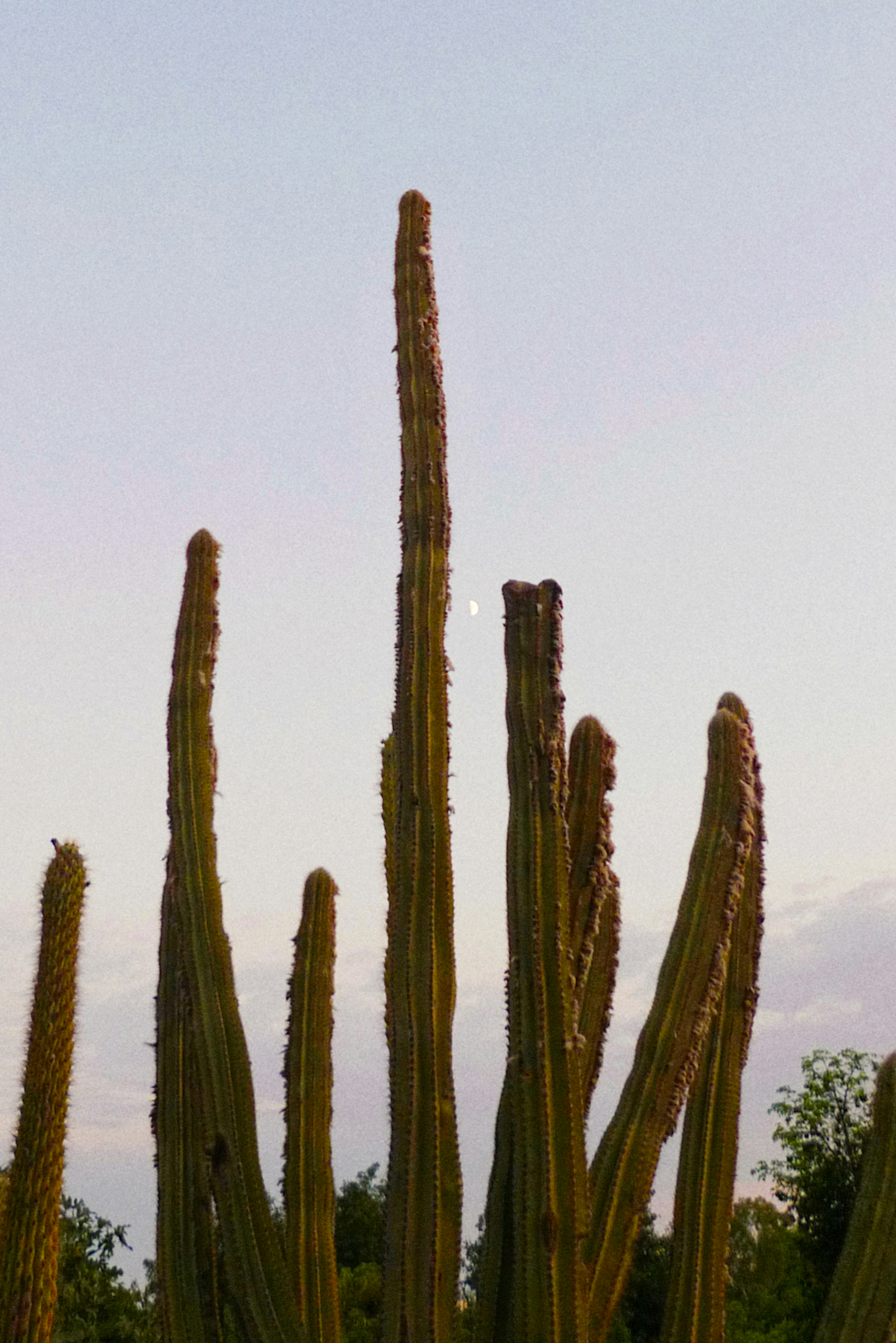 Tall cactus silhouettes rise against a pale blue dusk sky, highlighting a quiet desert landscape.