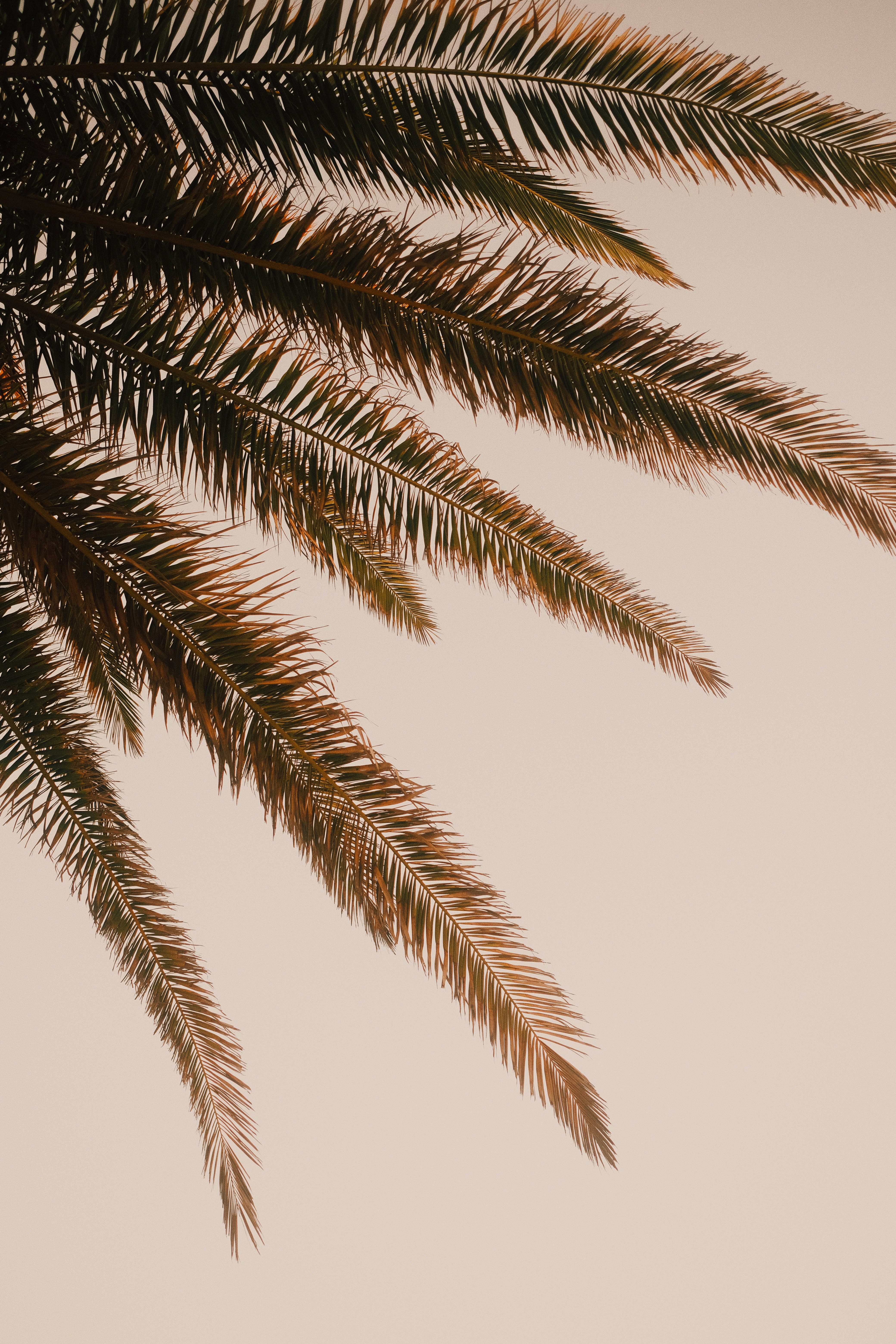 Palm tree fronds against a neutral, muted background. photo – Free ...