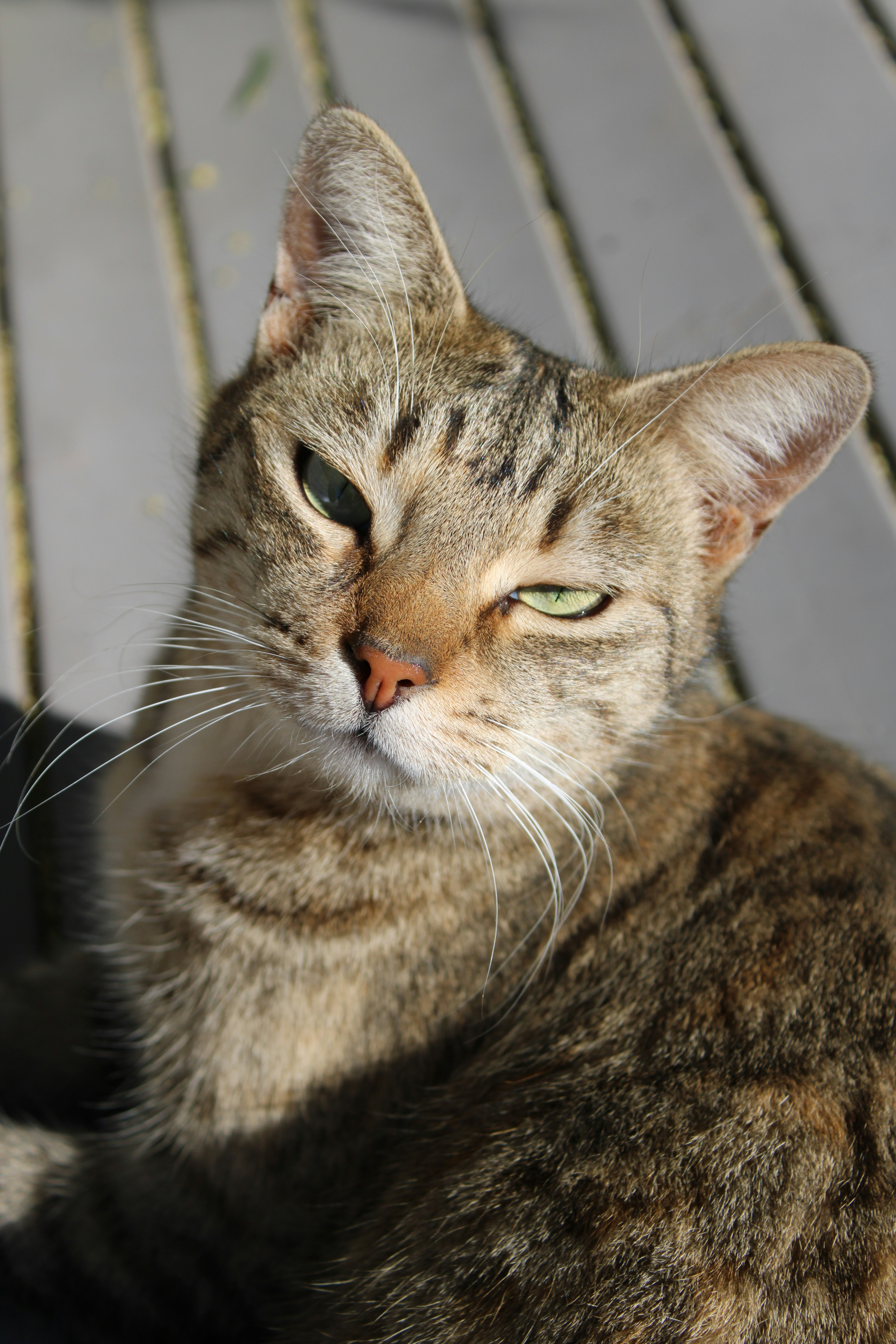 Here's a short caption: a tabby cat is giving a sly, half-wink. photo ...