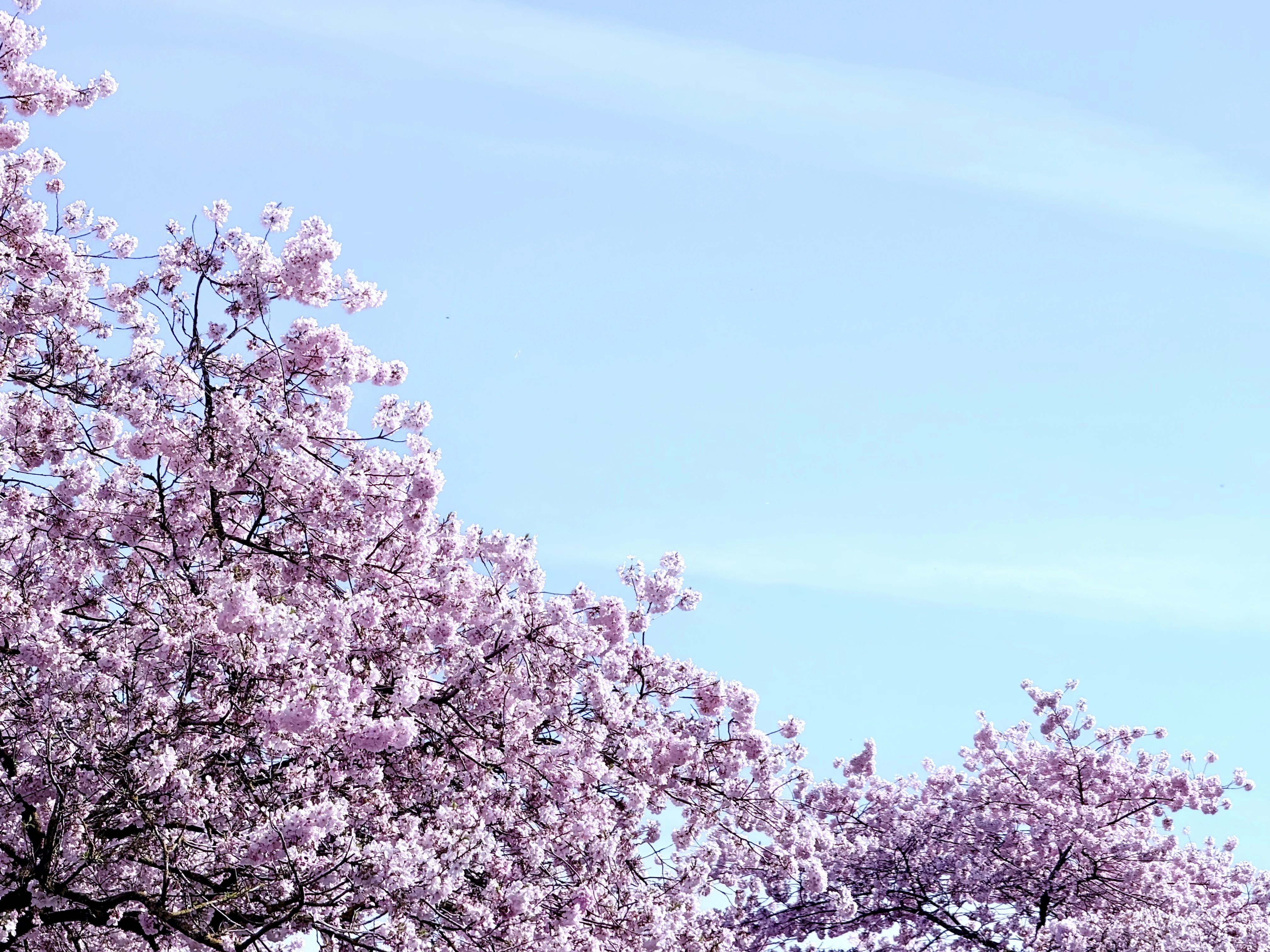 Whispers of Spring Unfurled
