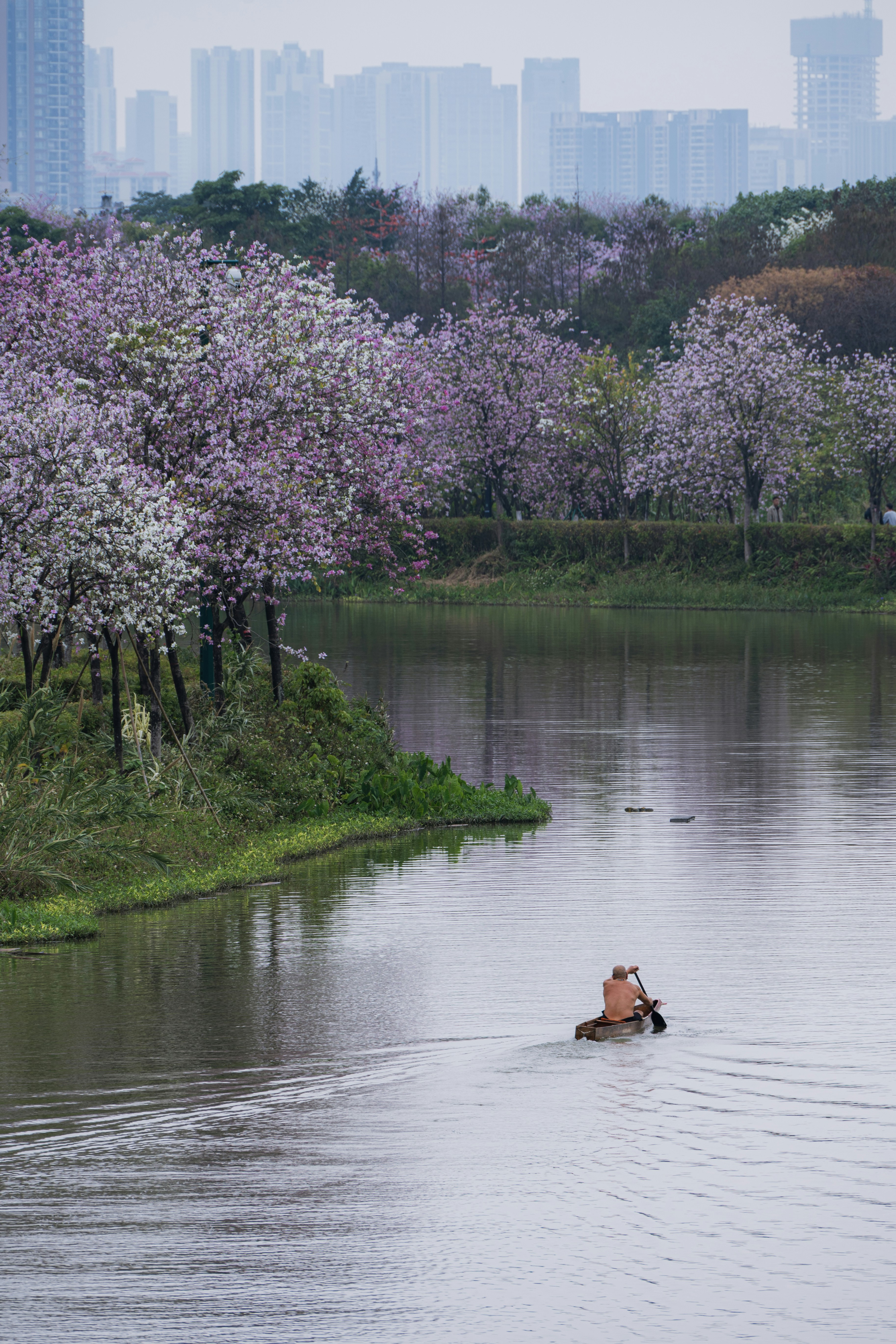 Lone Rowboat Beneath Cherry Blossoms as a Distant Skyline Emerges