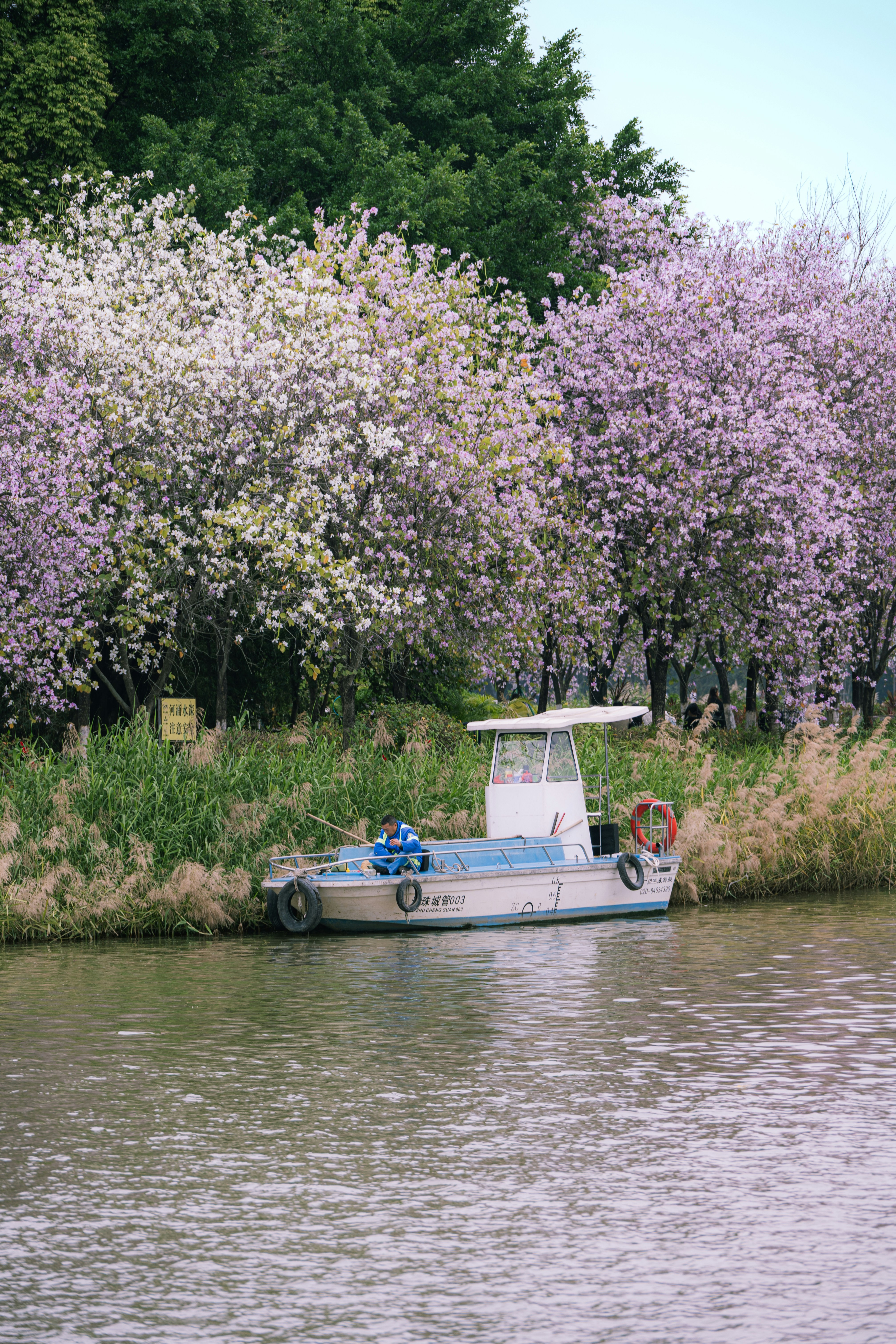 Blue-Trim Boat Drifts Past a Corridor of Pink Cherry Blossoms