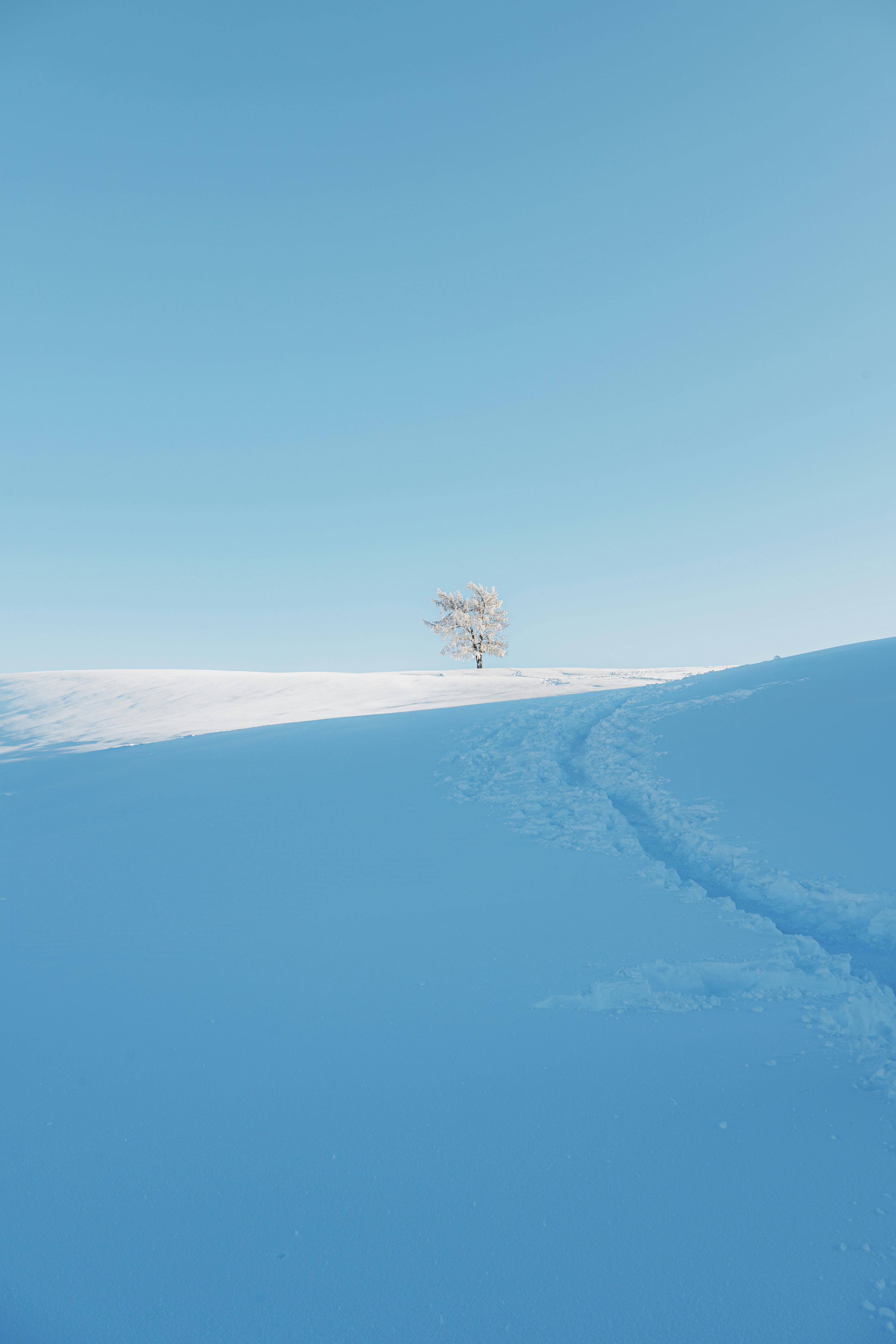 A lone tree stands on a snowy hillside.