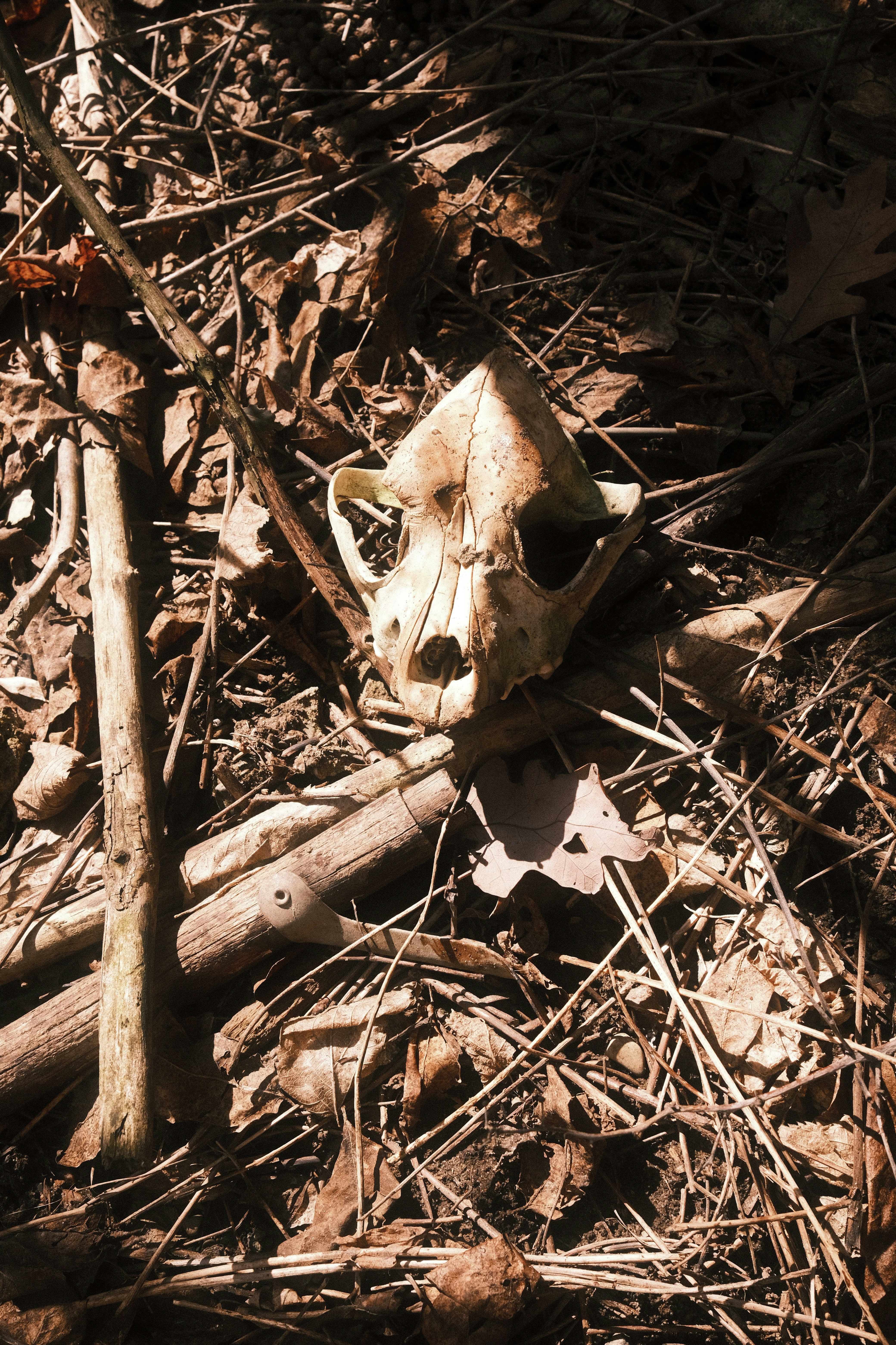 Forest Relic: a sun-bleached skull among autumn debris