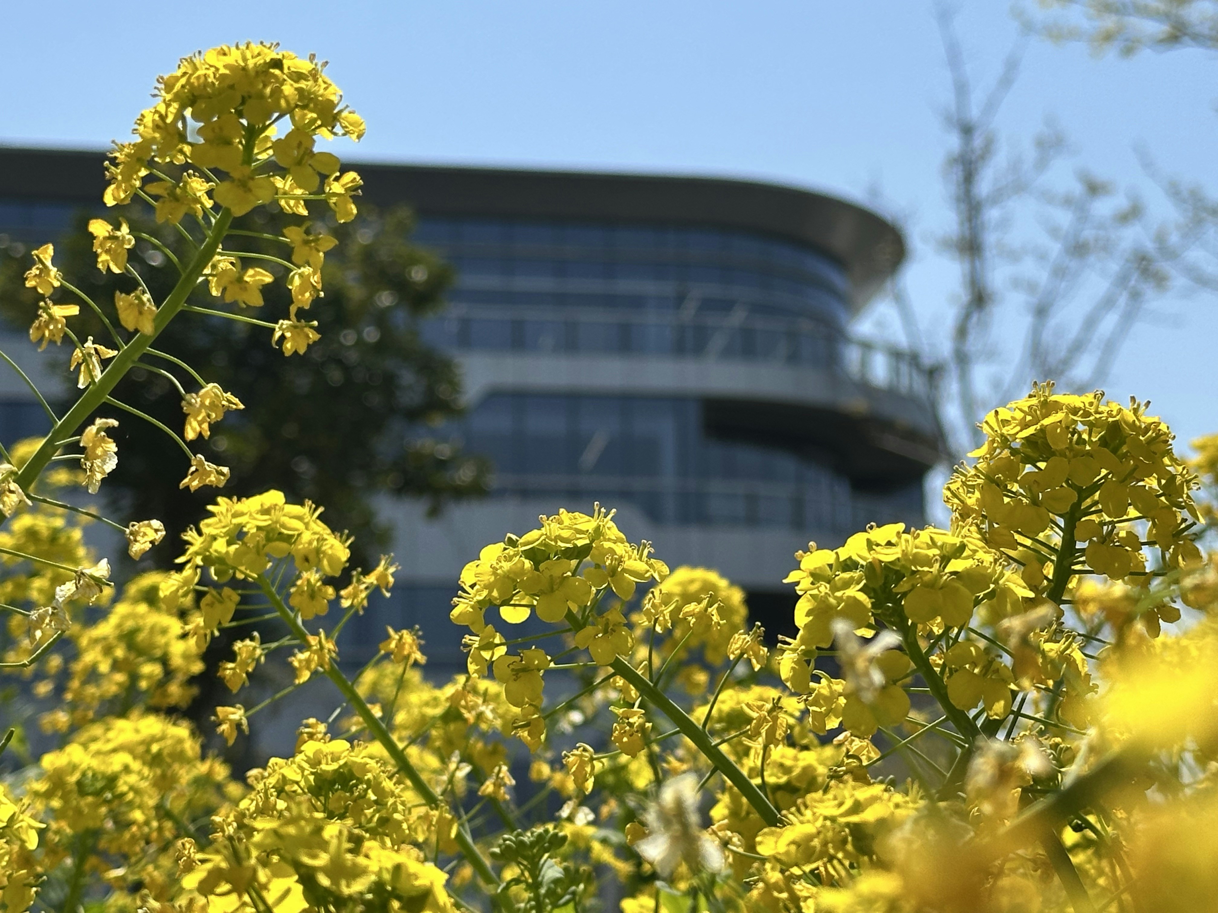 Urban Flora Symphony