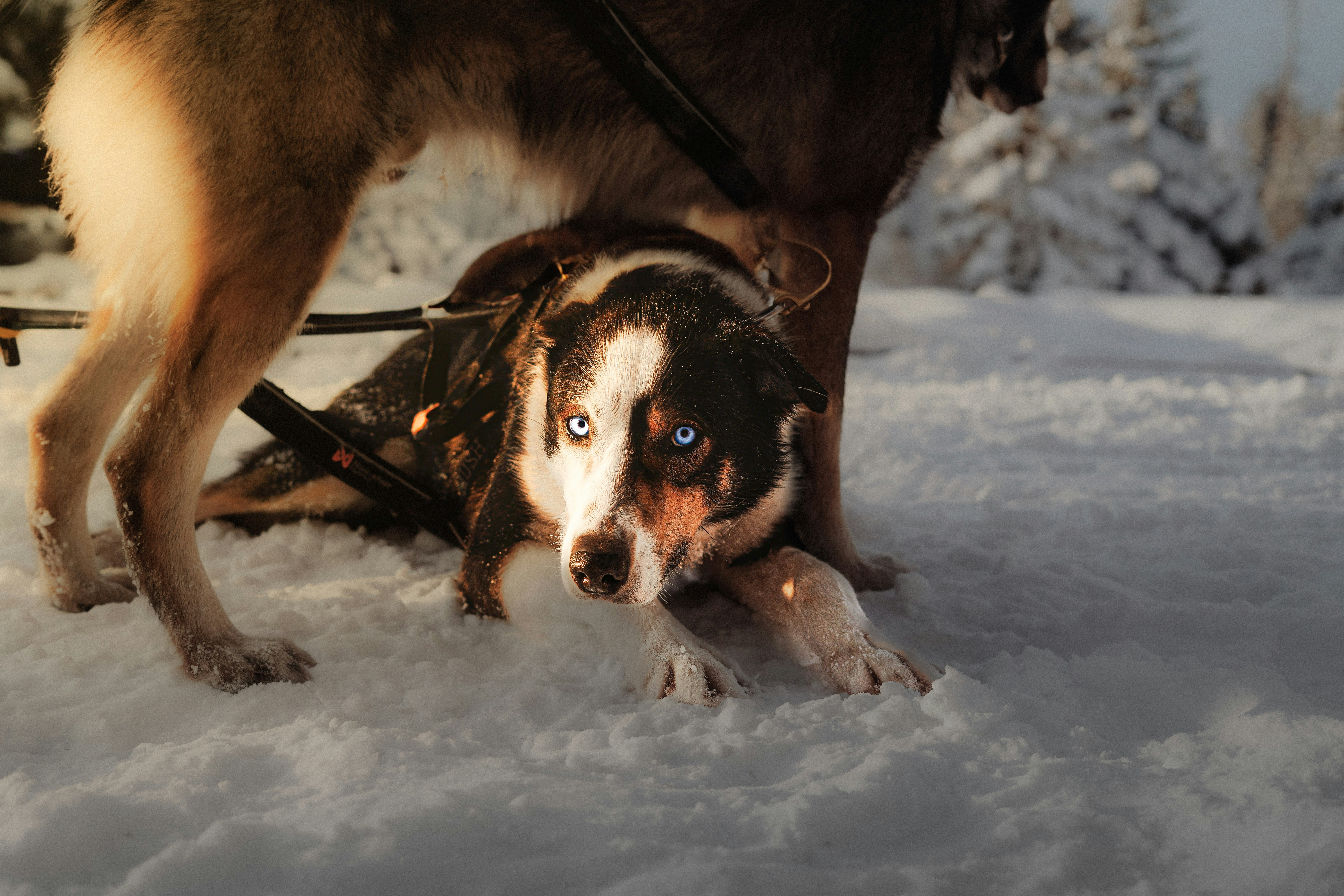 The Watchful Sled Dog in a Winter Wonderland