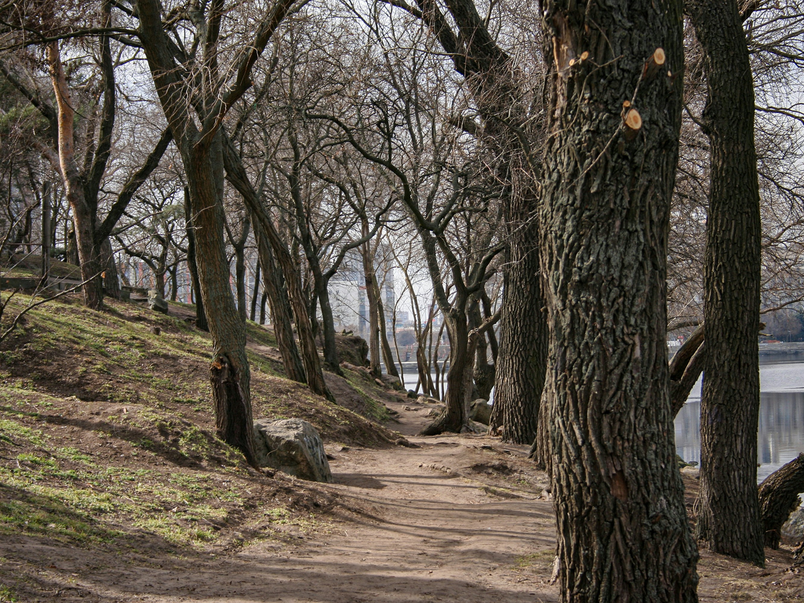 A peaceful dirt pathway winding through a grove of bare trees beside a calm river. The early spring atmosphere brings a mix of earthy tones and soft sunlight filtering through the branches. A perfect setting for a tranquil walk in nature. | A winding path leads through a forest.