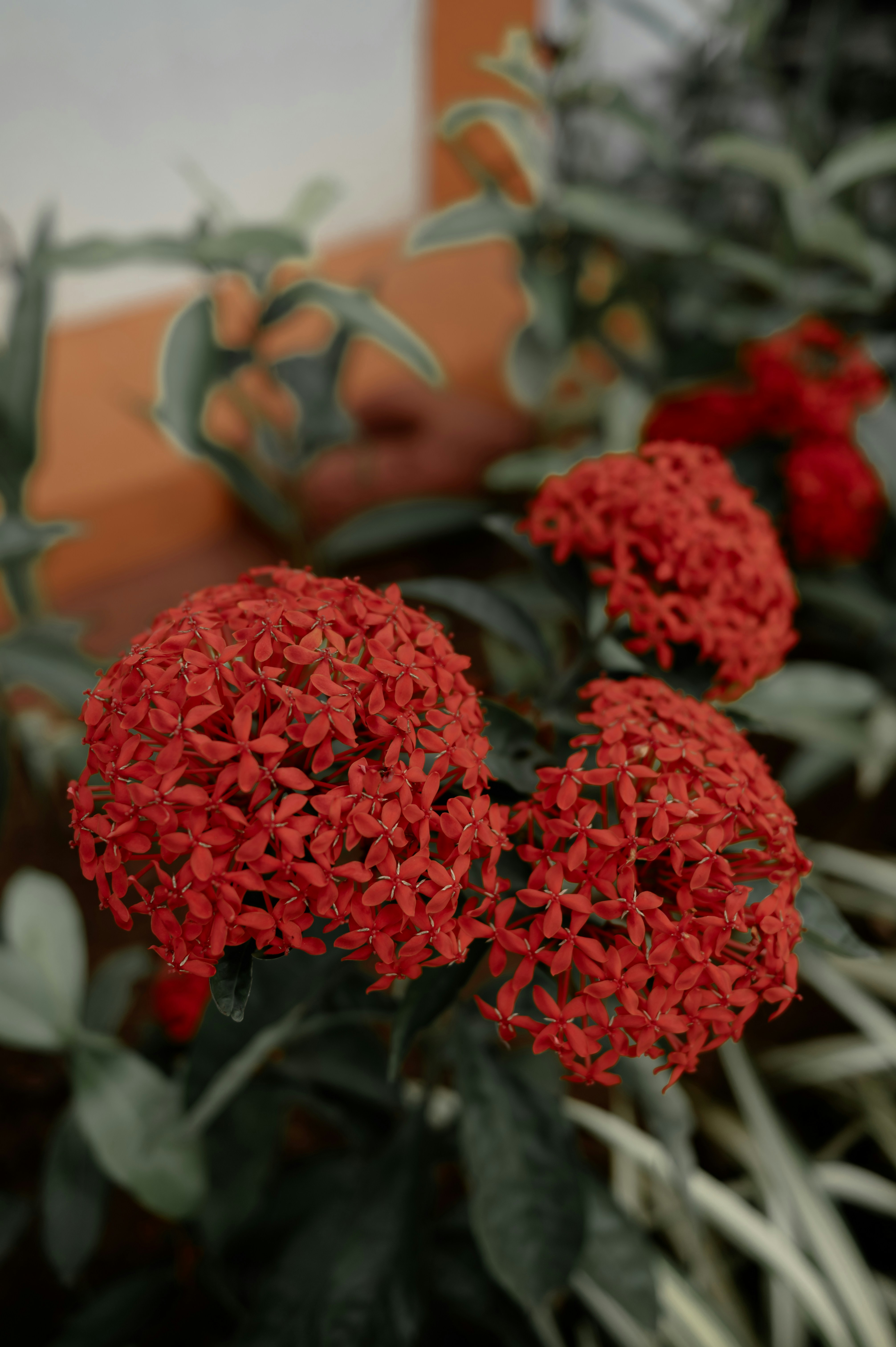 Crimson Ixora Clusters in Velvet Bokeh
