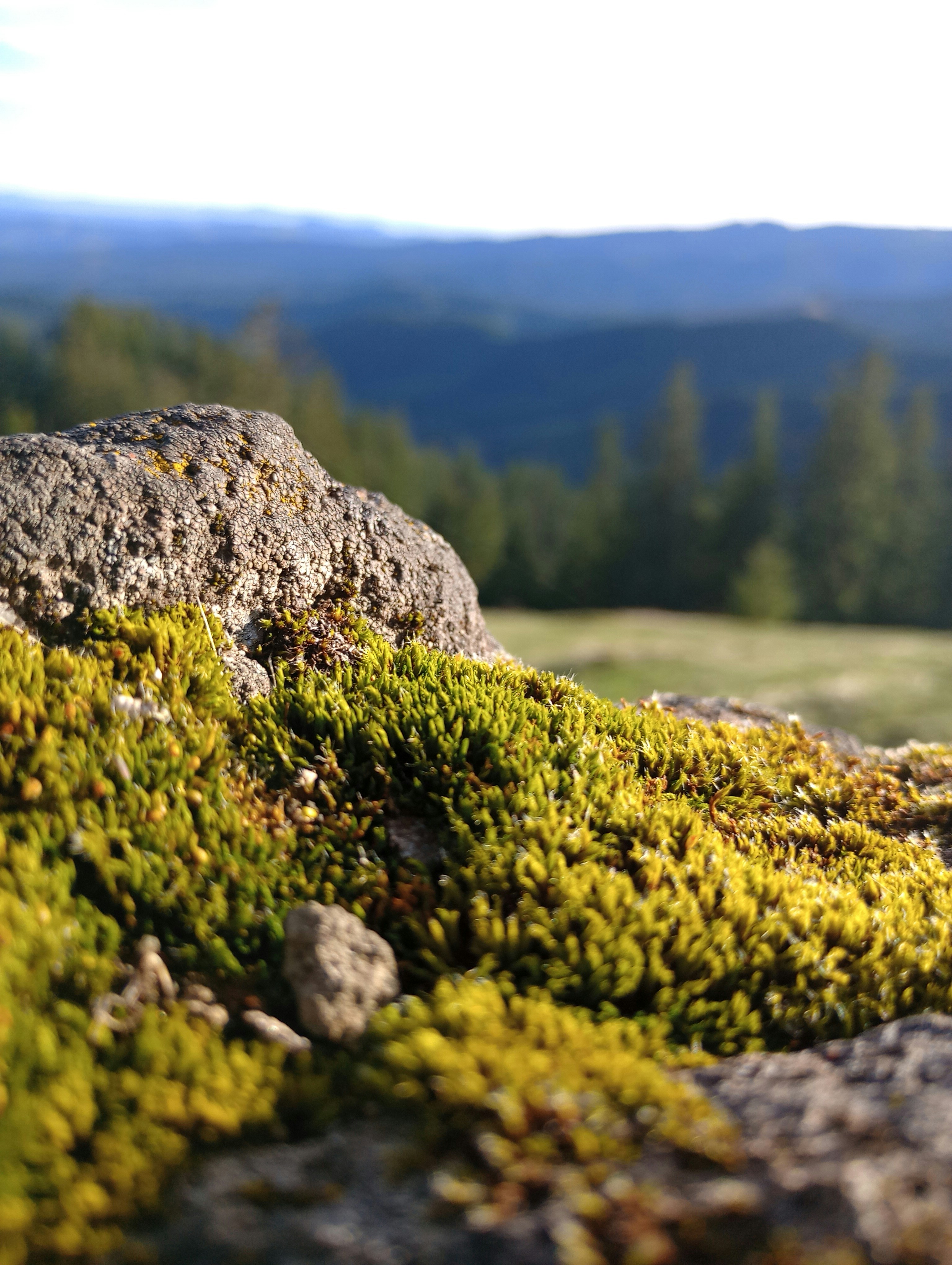 Roca musgosa con una hermosa vista a la montaña. foto – Imagen de ...