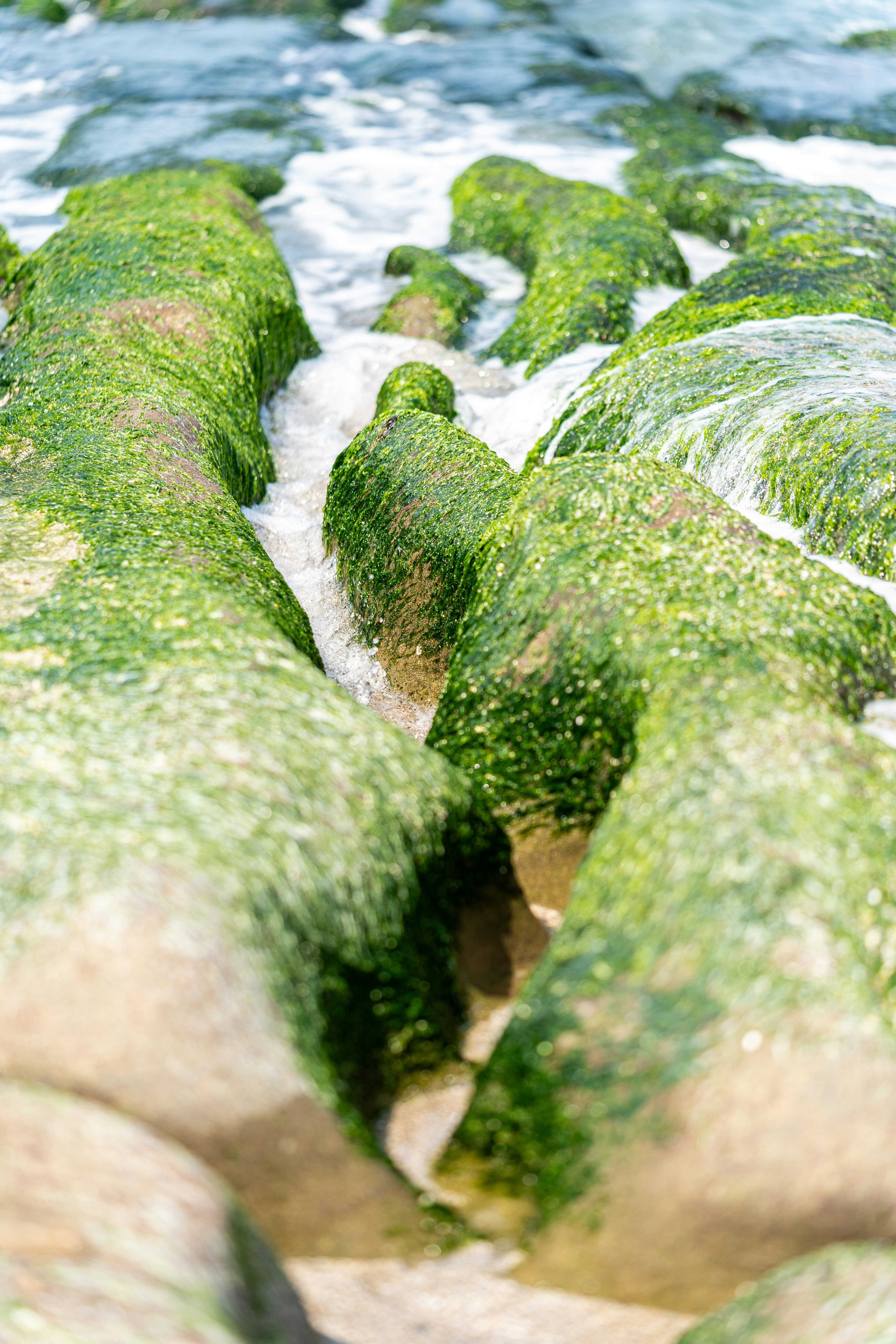 Laomei Green Reef is located on the North Coast near the Laomei Community in Shimen District. Every April and May after the northeast monsoons die down, algae covers the neat rows of stone troughs here with a vibrant green, creating a rare and spectacular sight. As the weather warms, the seaweed gradually disappears with exposure to the sun. The algae-covered rocks are extremely slippery and dangerous. Visitors are reminded to not to walk on them.