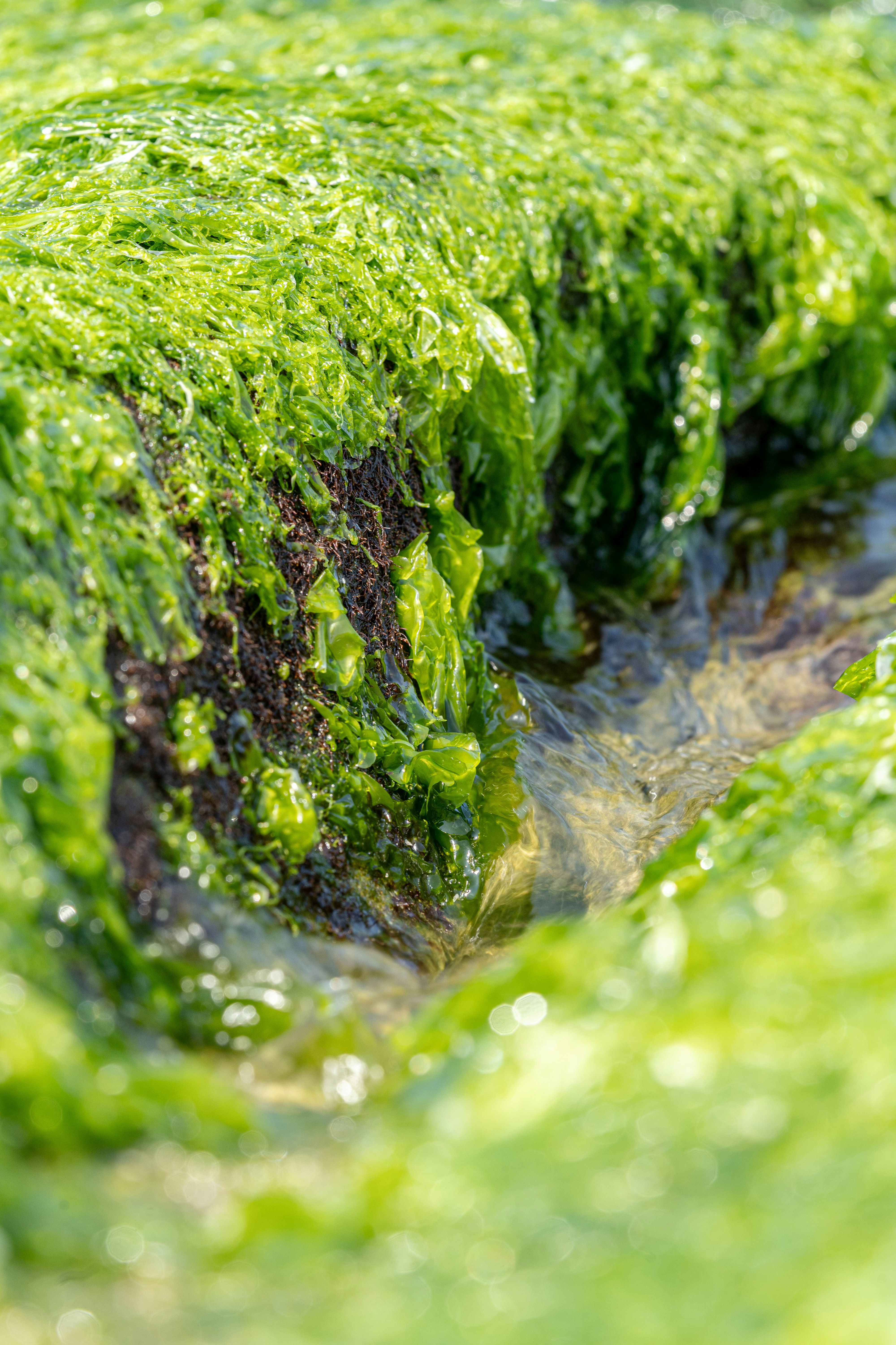Lush green seaweed covers the wet rock. photo – Free Seaside Image on ...