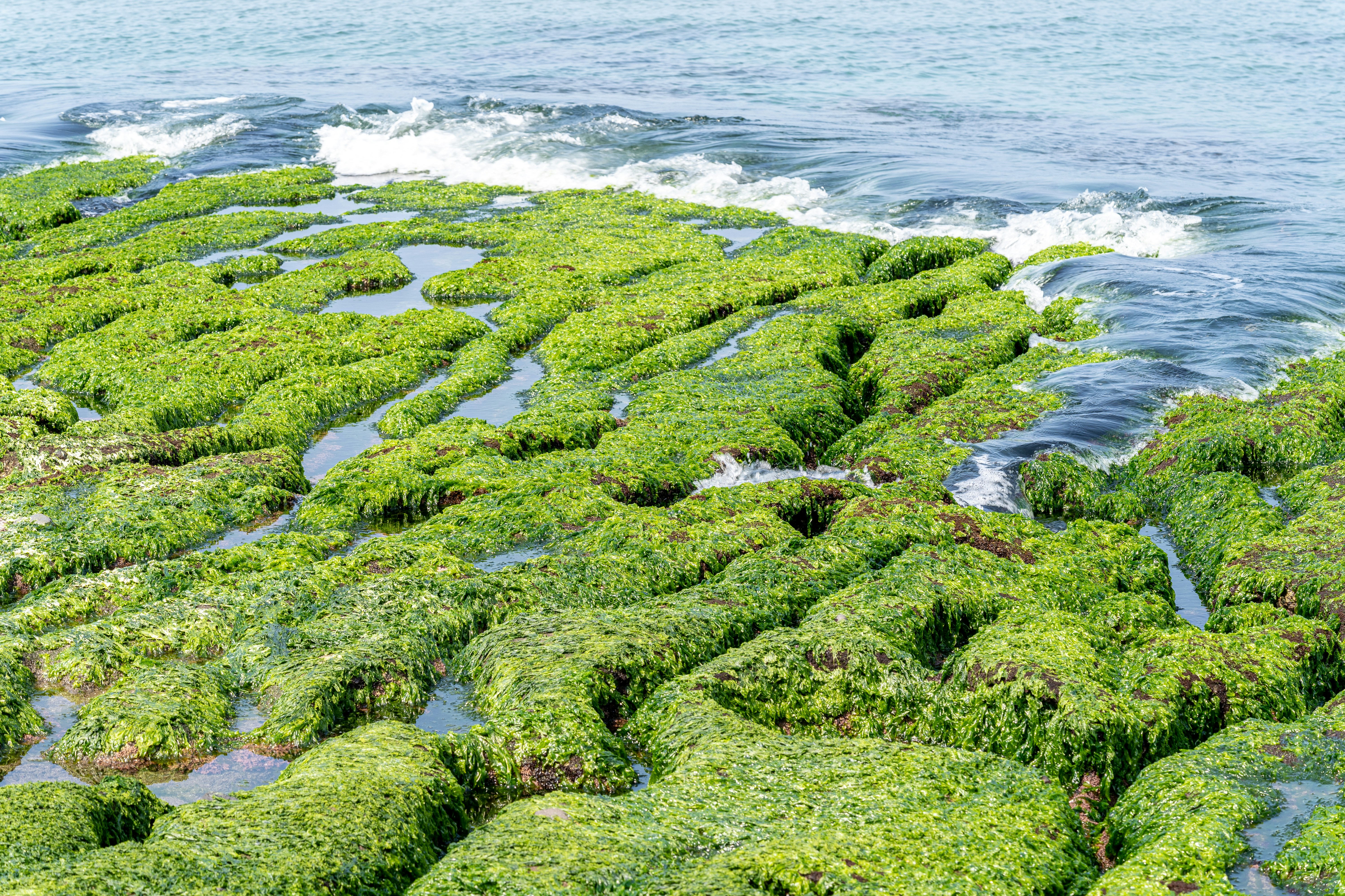 Lush green algae covers the rocky coastline as gentle waves break against the shore.