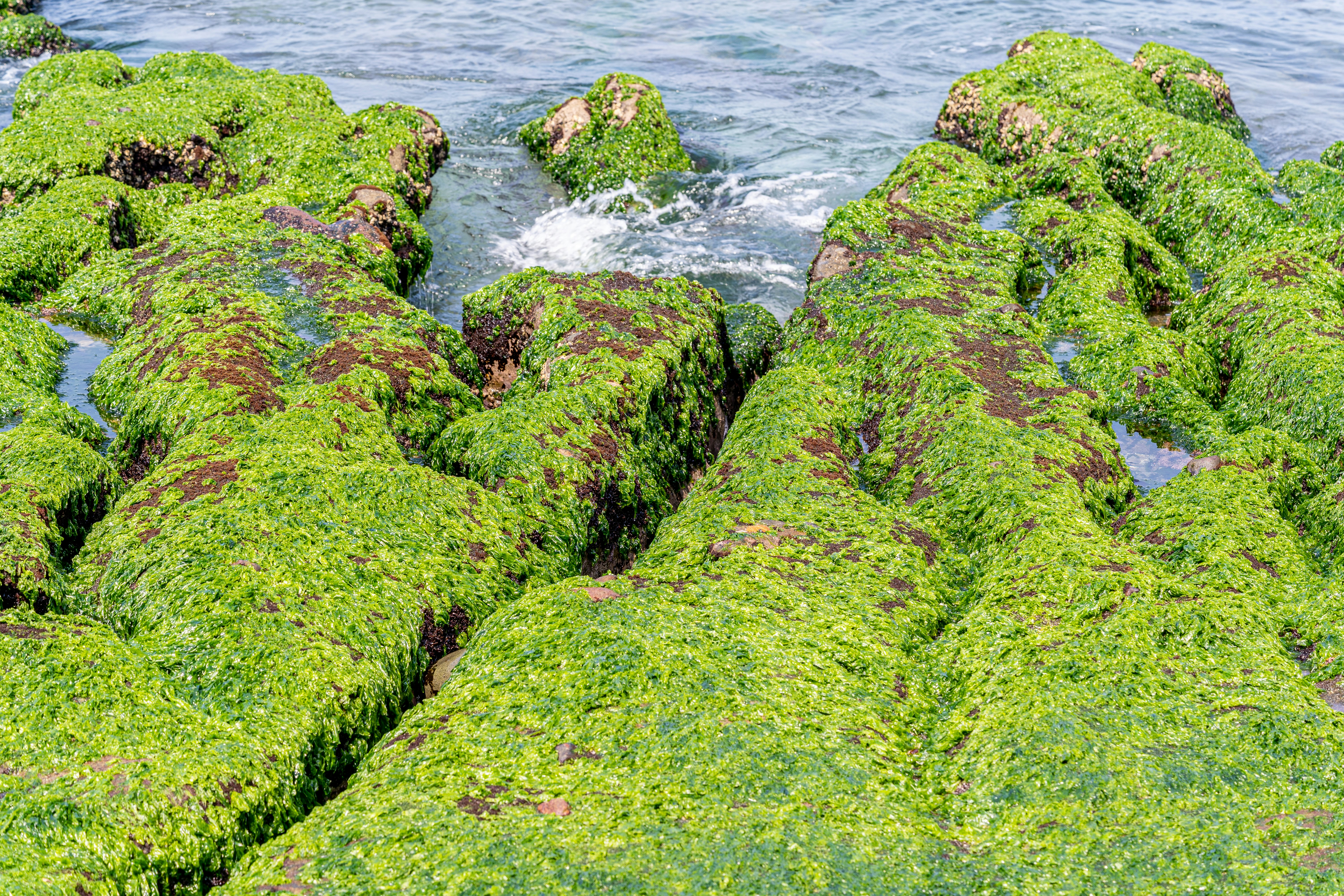 Verdant Breakwaters: Moss-Covered Rock Ribs Reaching the Sea