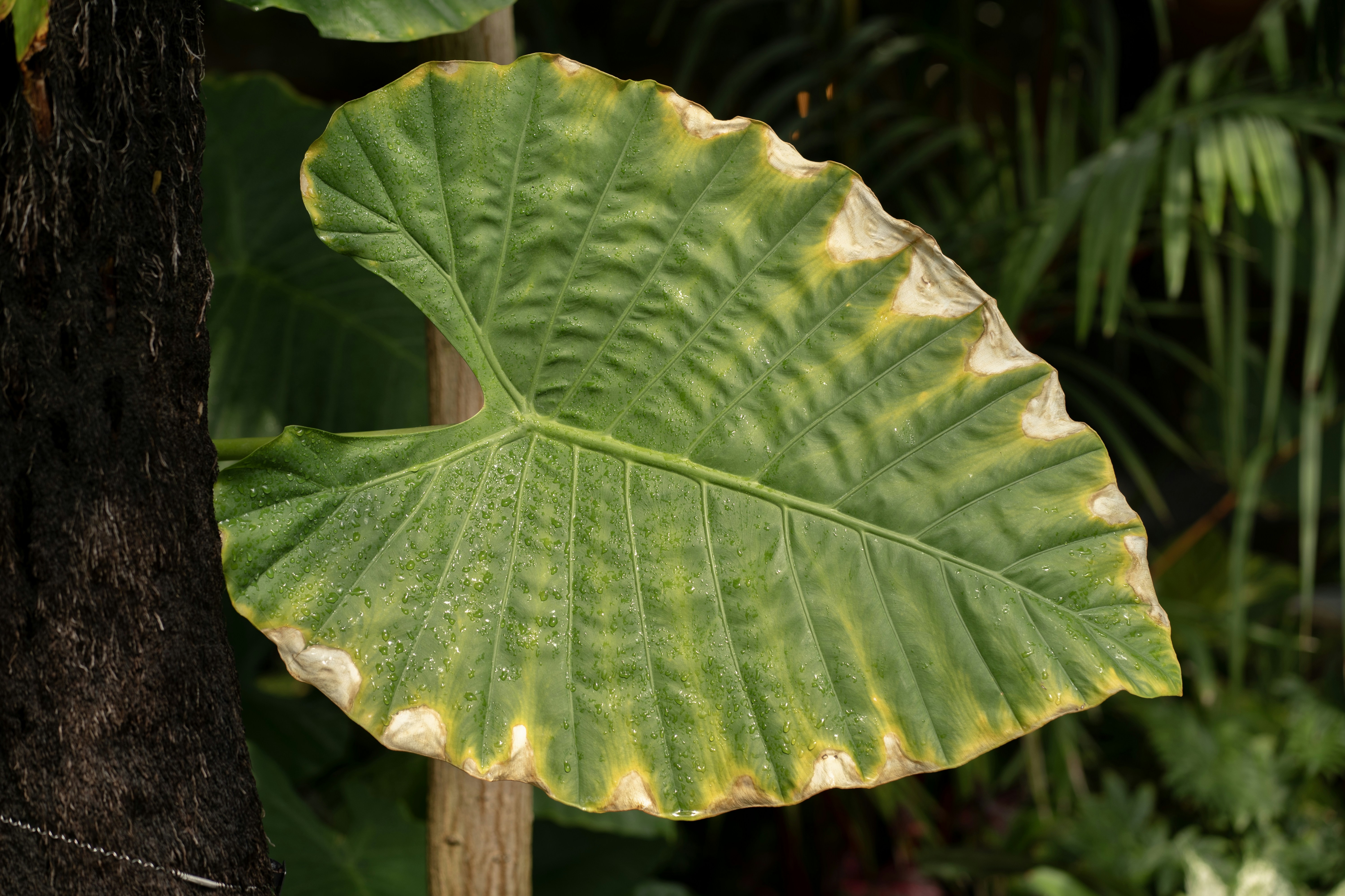 Photo by NUNANNA NUN with Sony Alpha 7 III