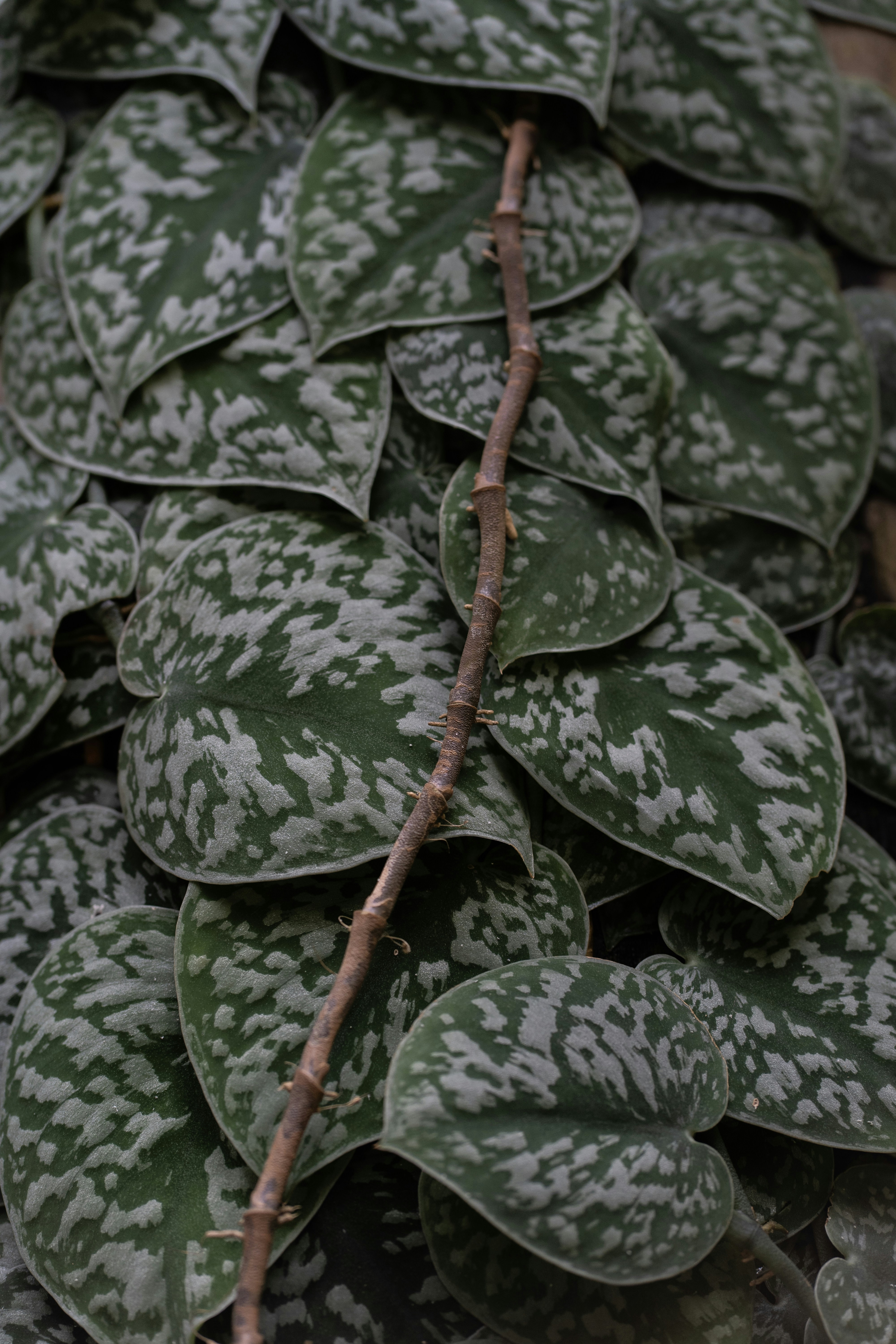 Streak of Brown Traverses a Quilt of Variegated Green Leaves