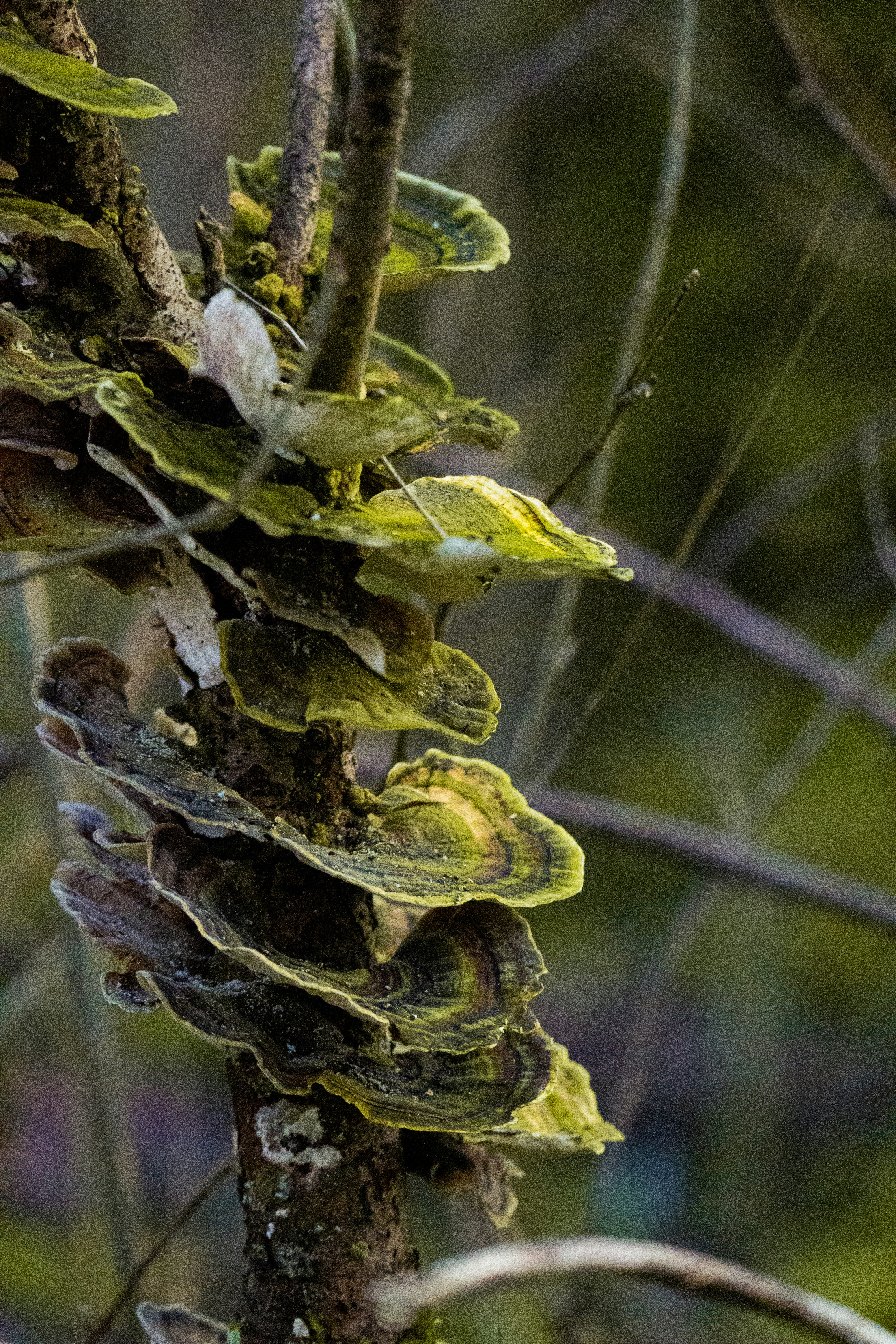 Verdant Shelf Fungi Clinging to a Mossy Trunk