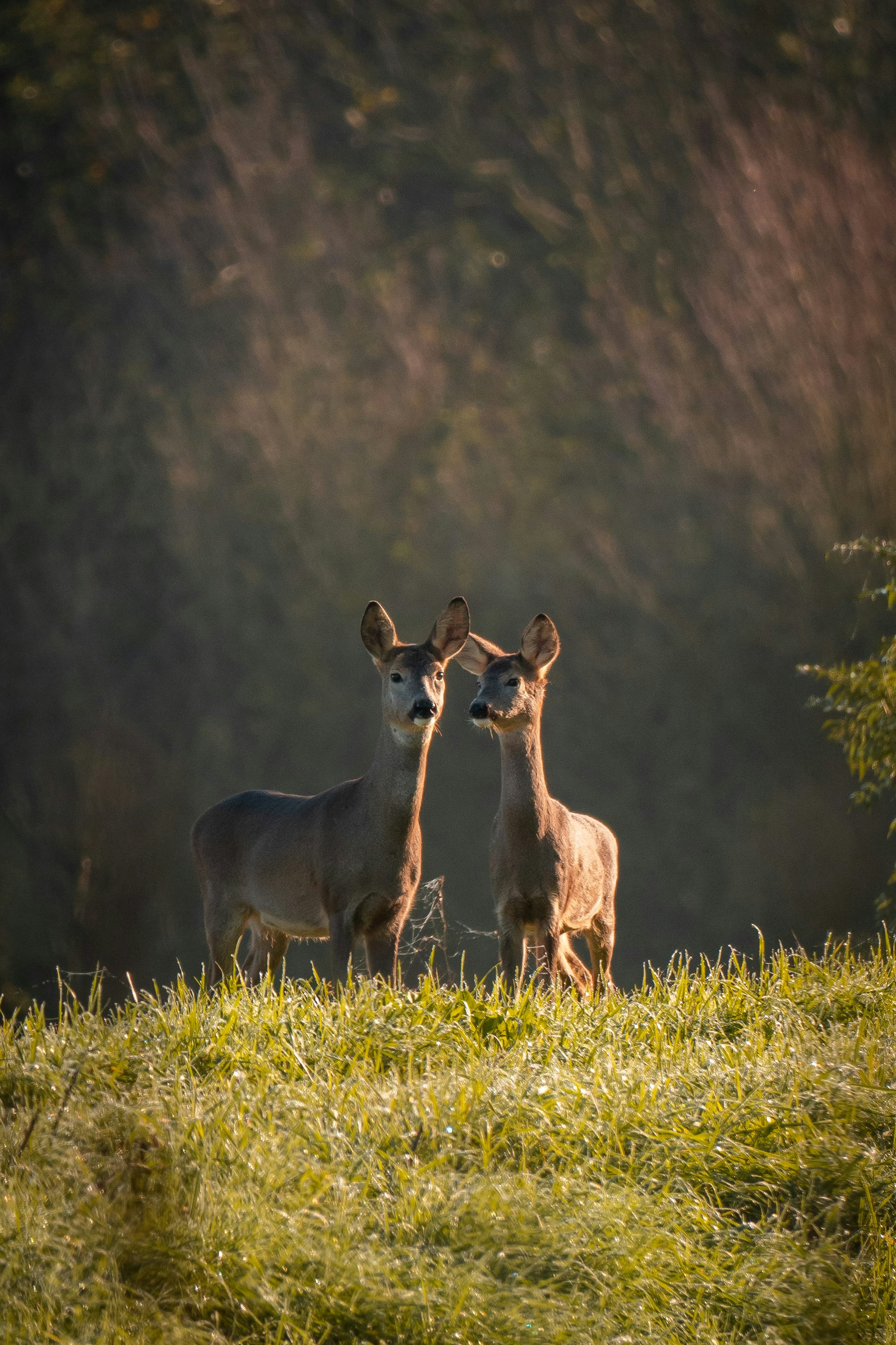 Duo of Deer at the Edge of a Backlit Field