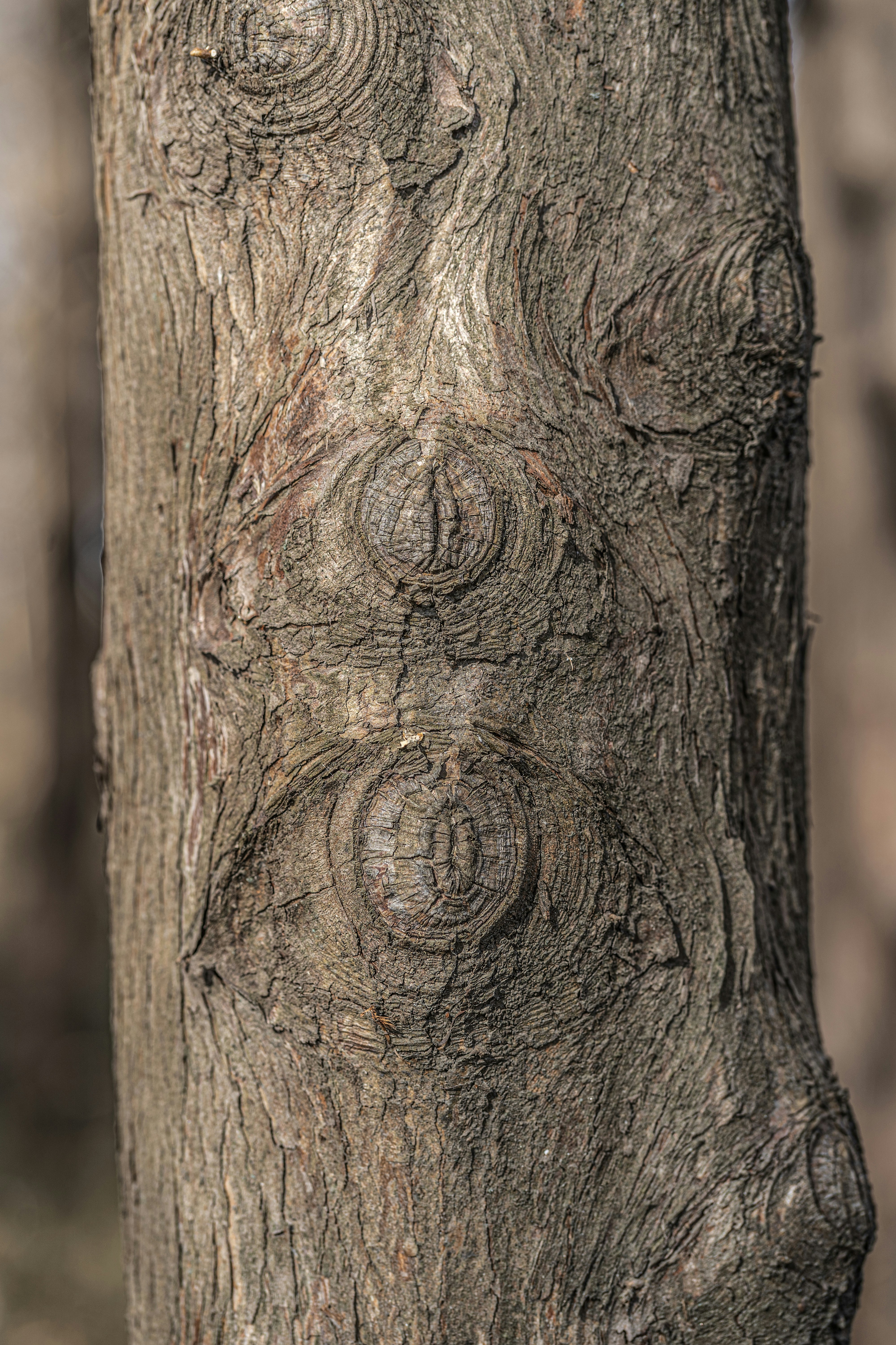 Nature's Whimsical Eye: A Tree's Gaze