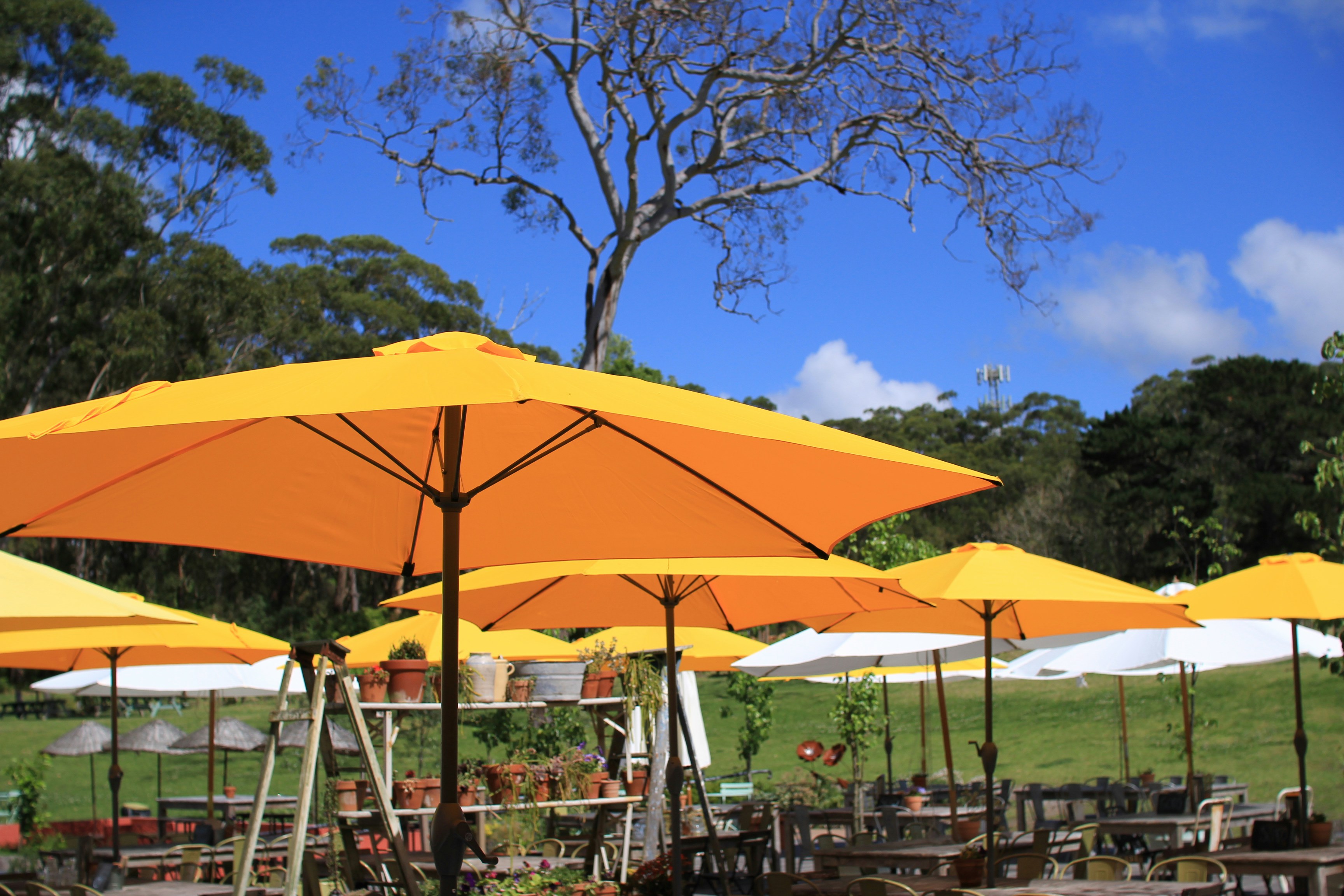 Bright yellow umbrellas over outdoor seating under a clear blue sky.