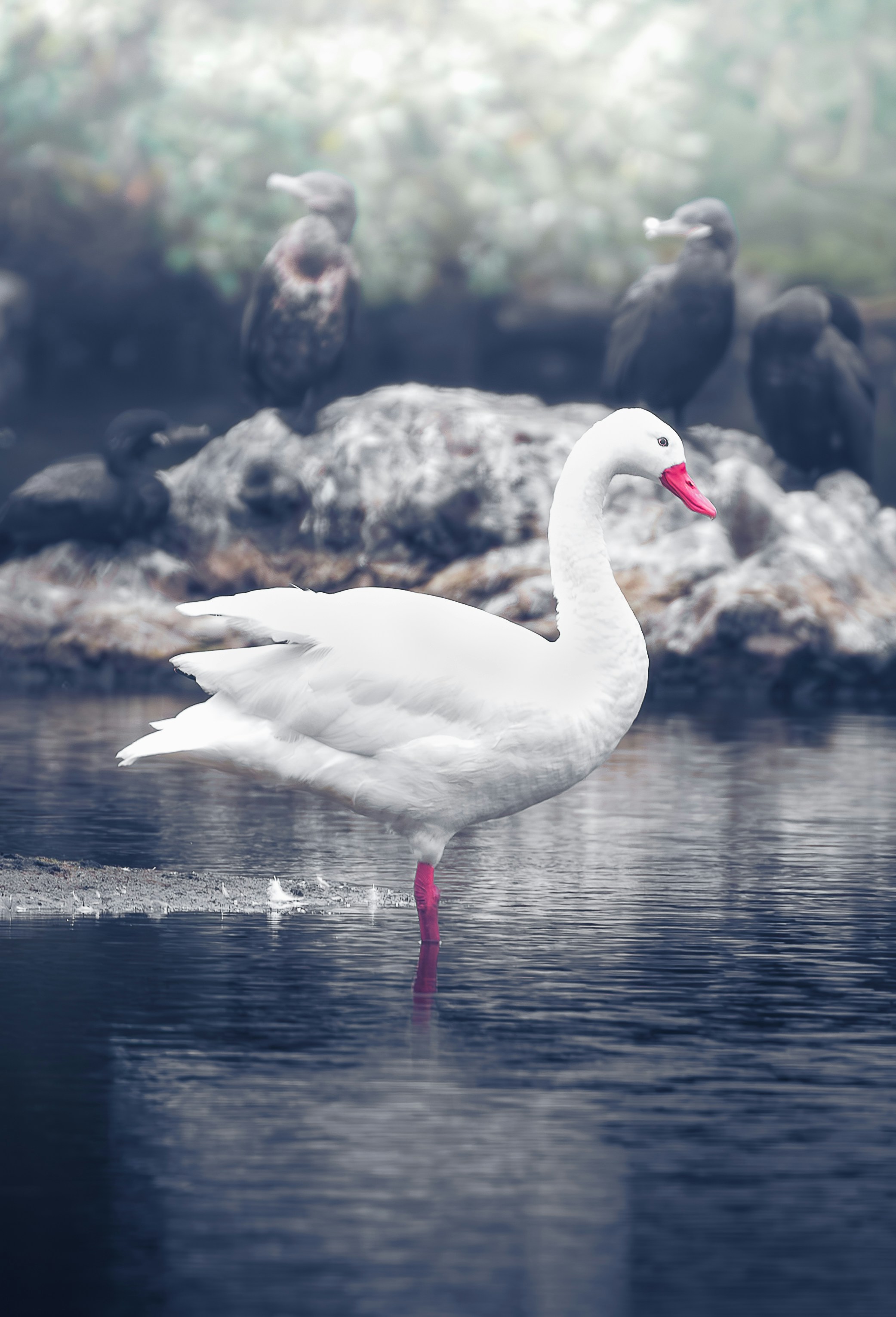 Elegance in the Mist: A Swan in Pichilemu