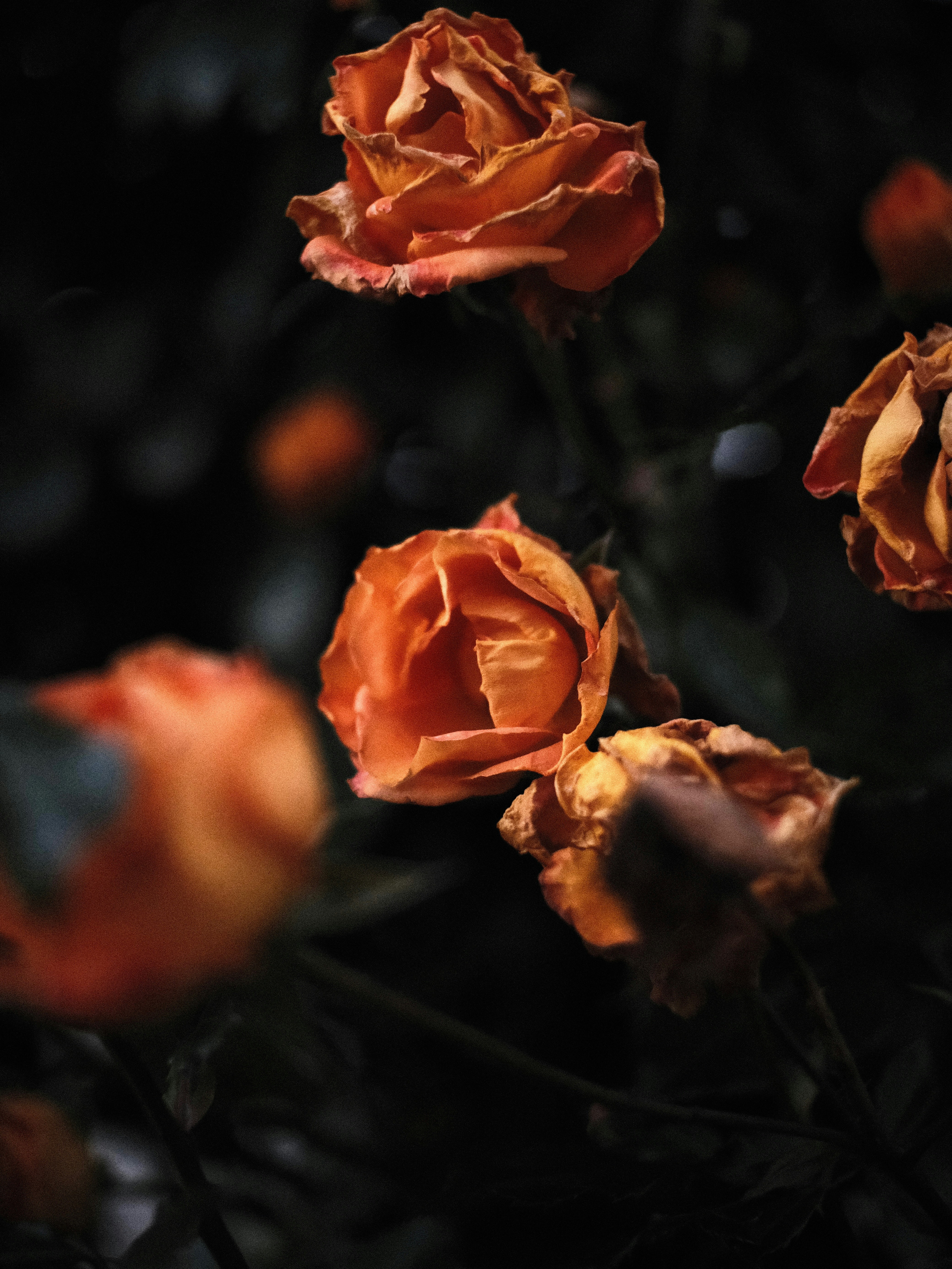 Ember Bloom in the Dark: An Orange Rose in Soft Focus