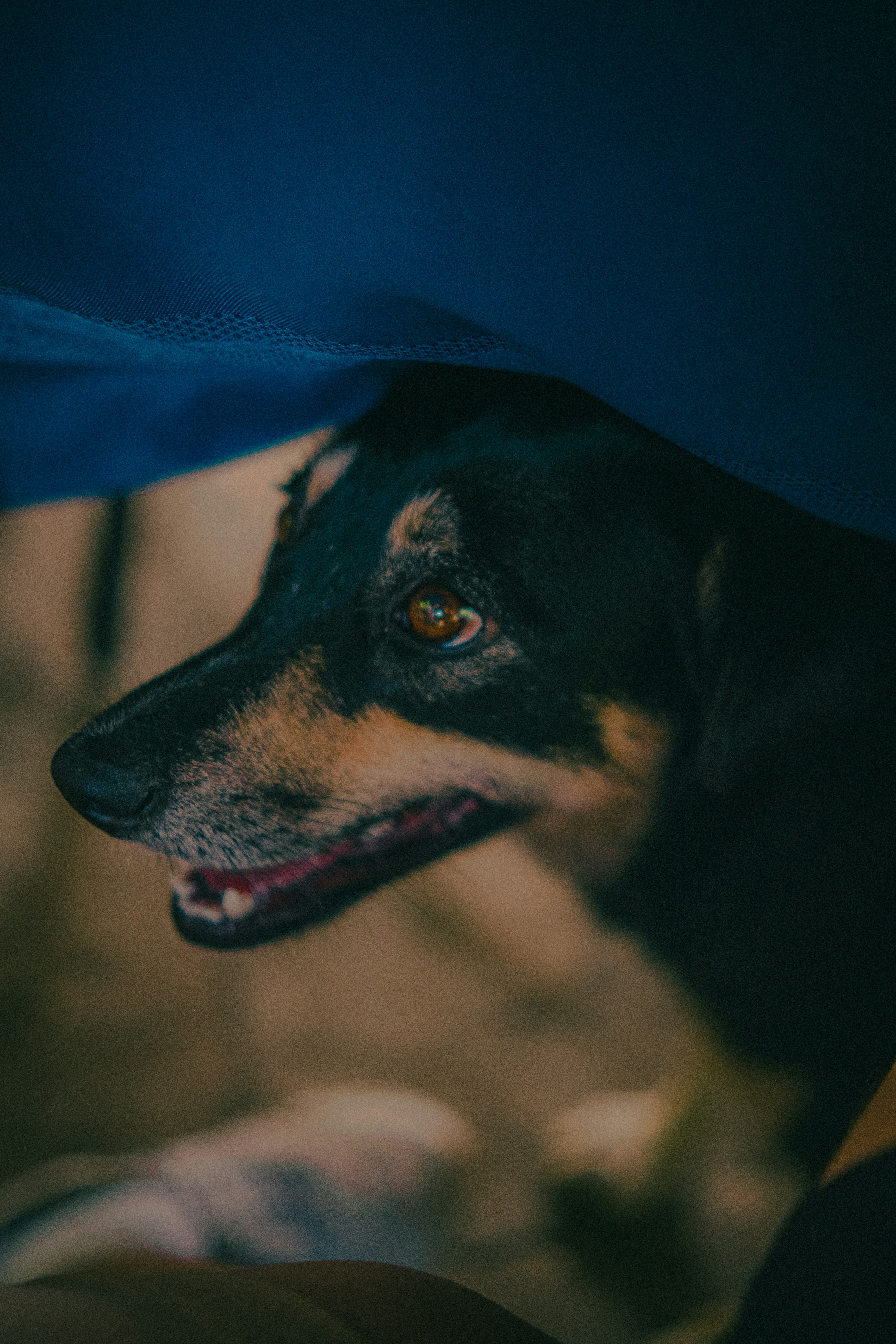 A close-up of a dog's face peering out from under a blue fabric, showcasing its inquisitive expression and warm eyes.