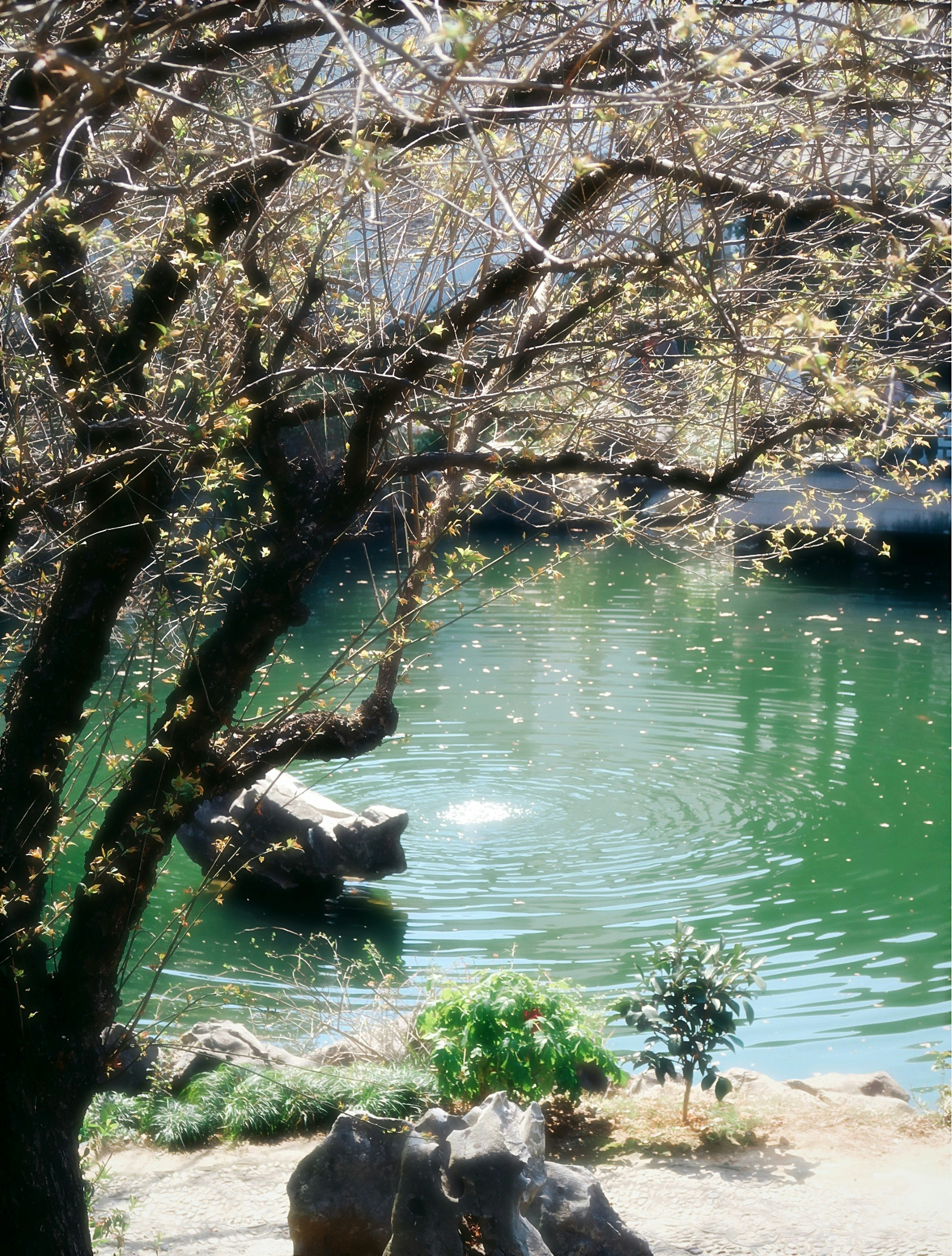 A tranquil pond is framed by a beautiful tree. photo – Free Forest ...