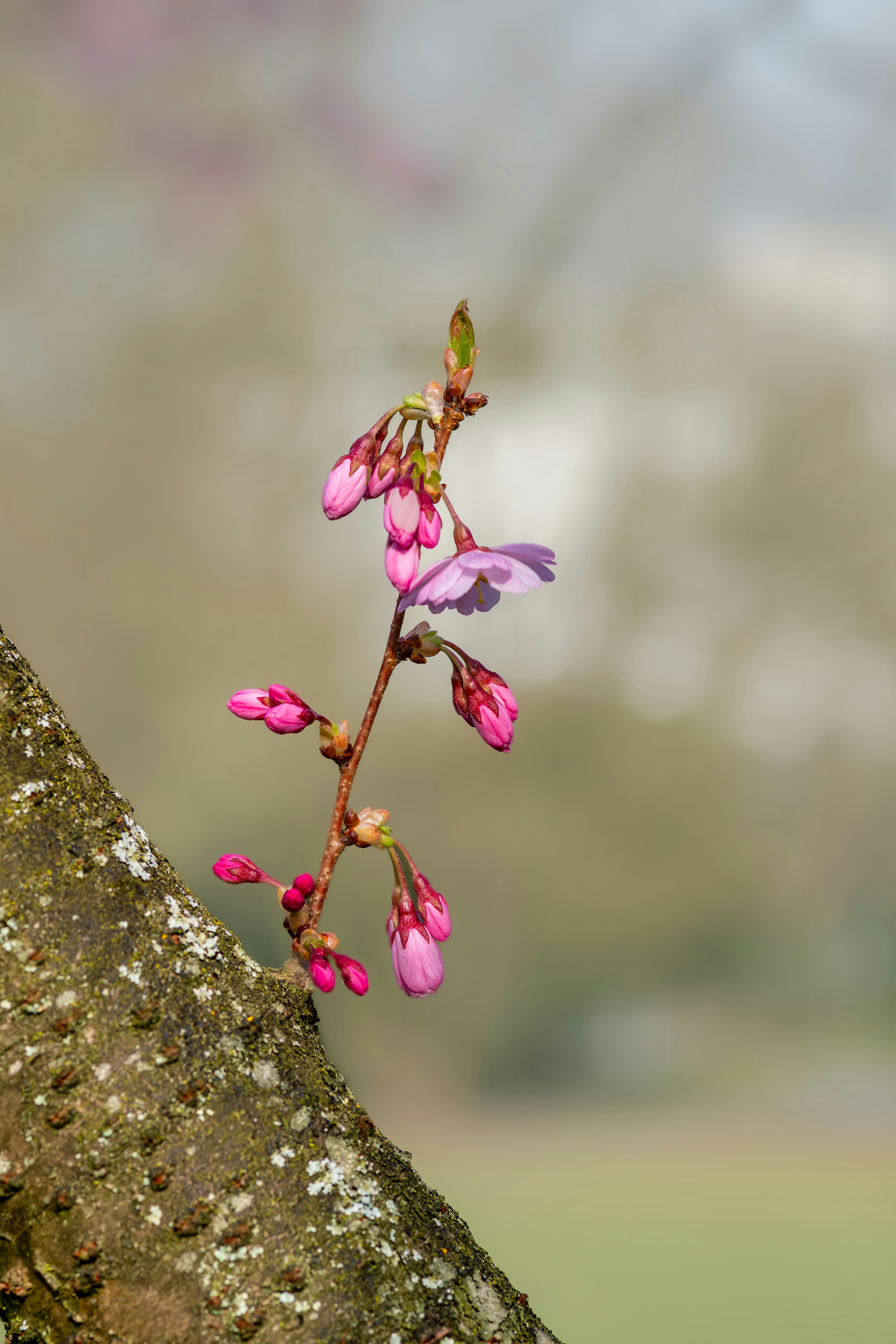 Petals on the Bark: a delicate spring bloom clinging to weathered wood