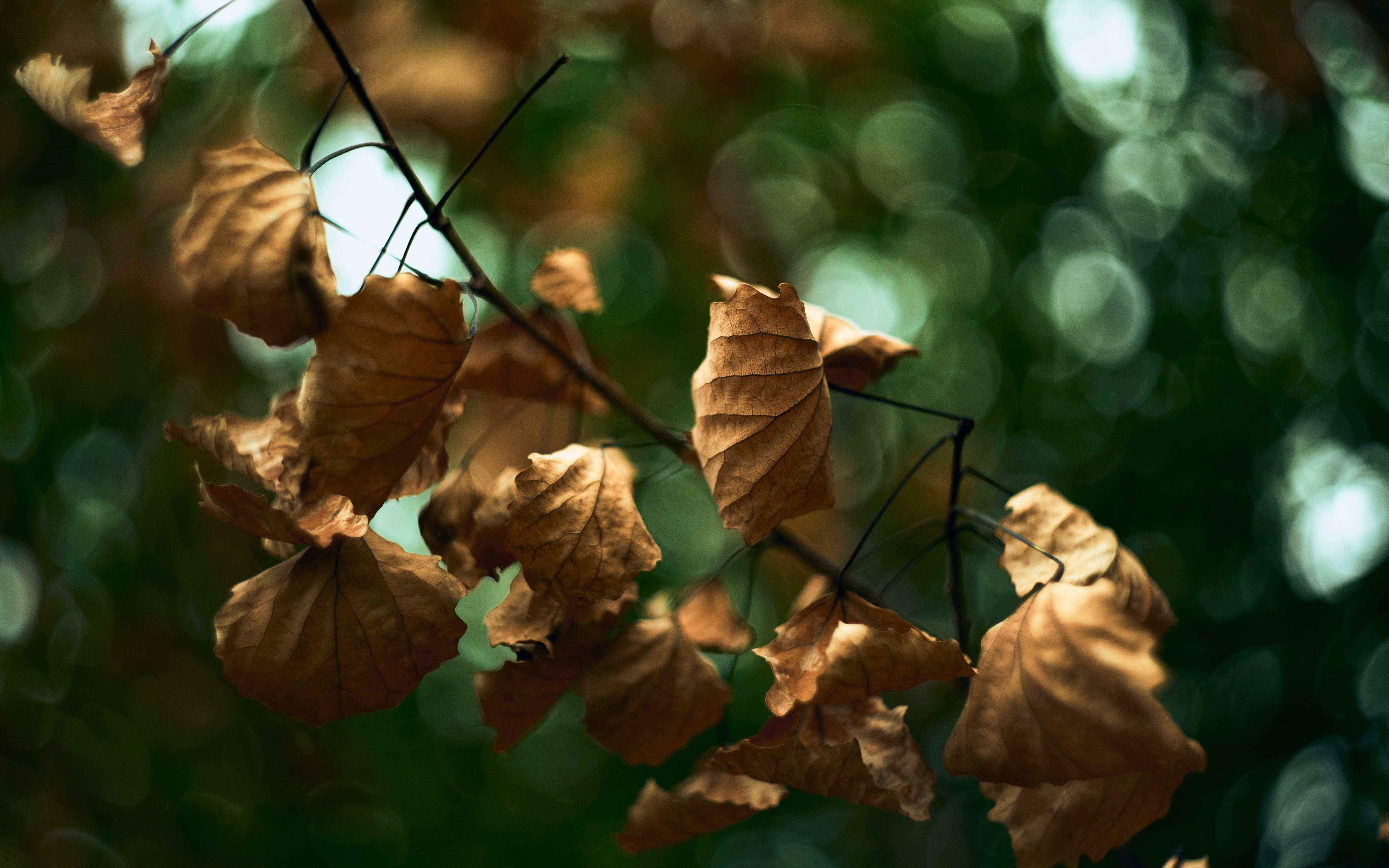 Dried brown leaves hanging delicately on a branch against a blurred green background.