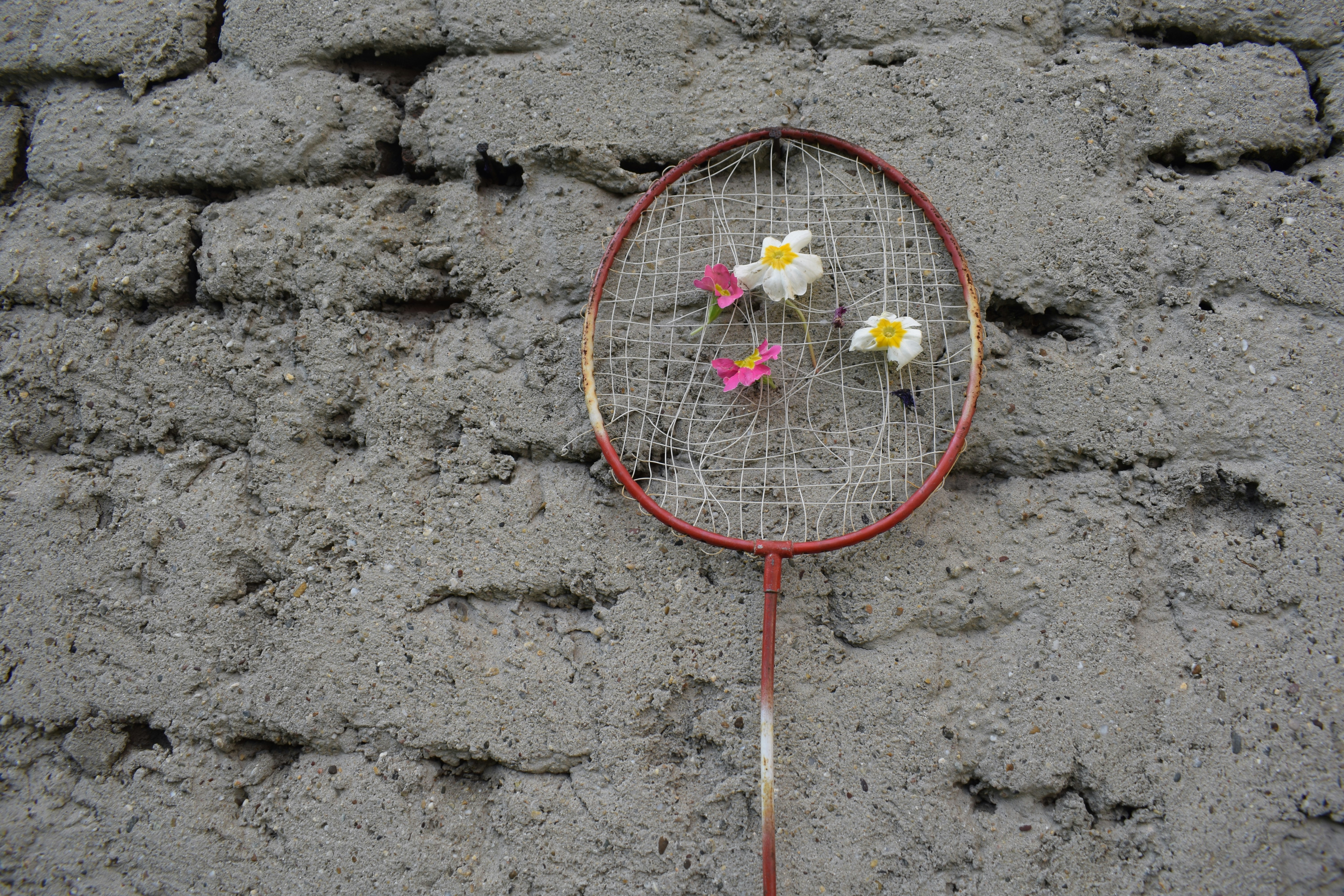 Badminton racket with flowers against a rough wall. photo – Free Flower ...