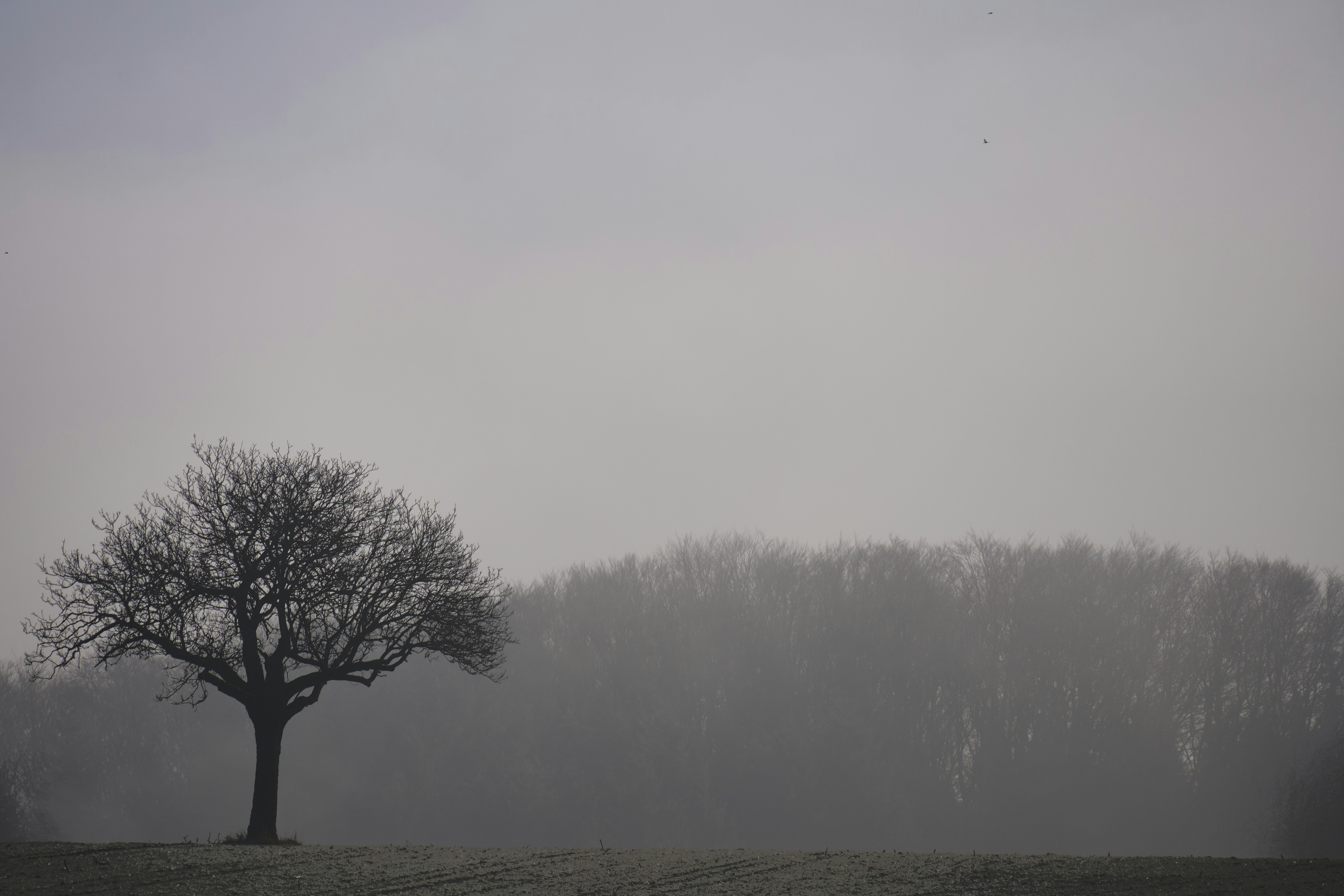 A bare tree stands alone in a foggy field. photo – Free Weather Image ...
